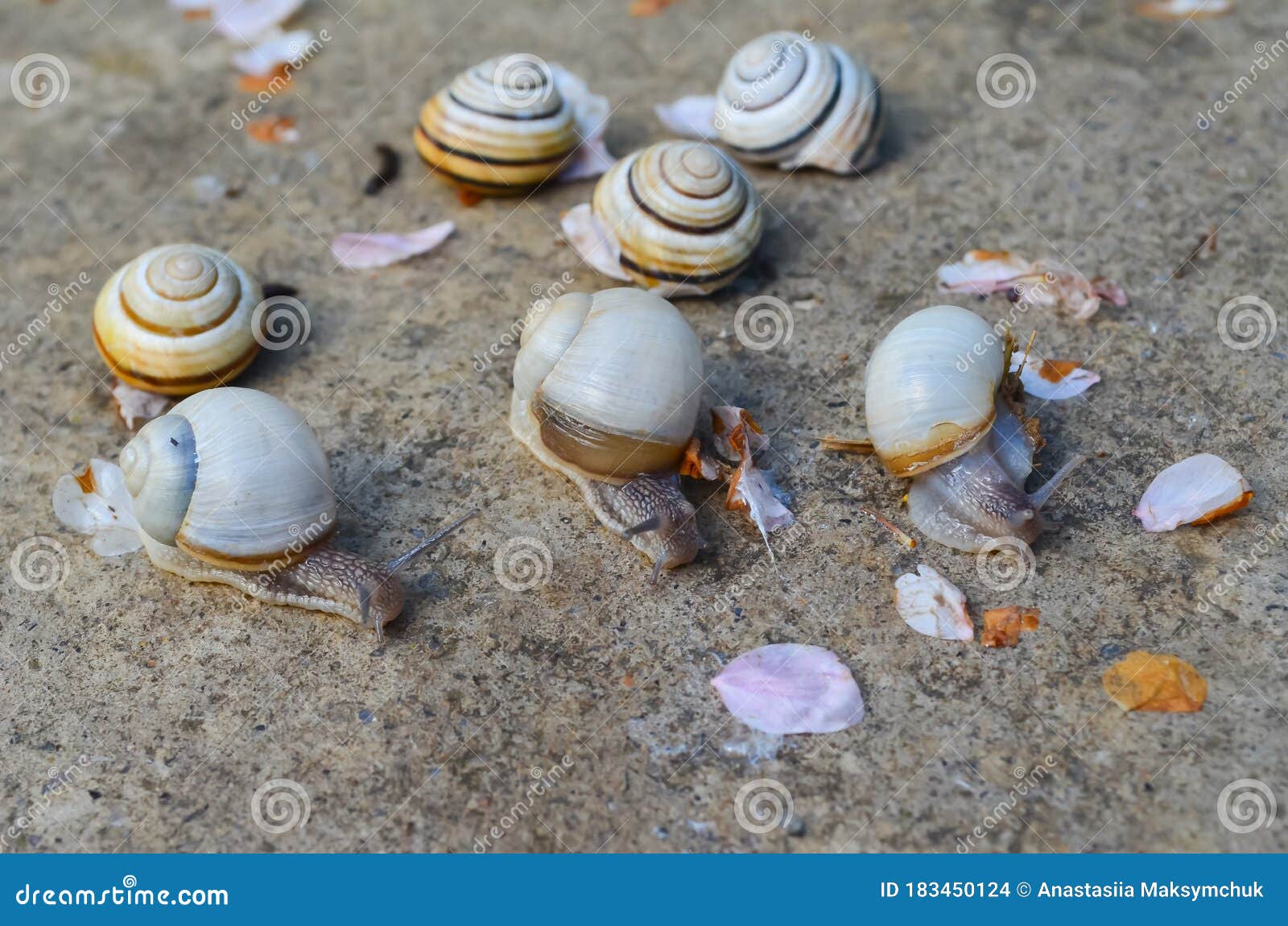 Seven Little Snails with Beautiful Shells. Stock Photo - Image of ...