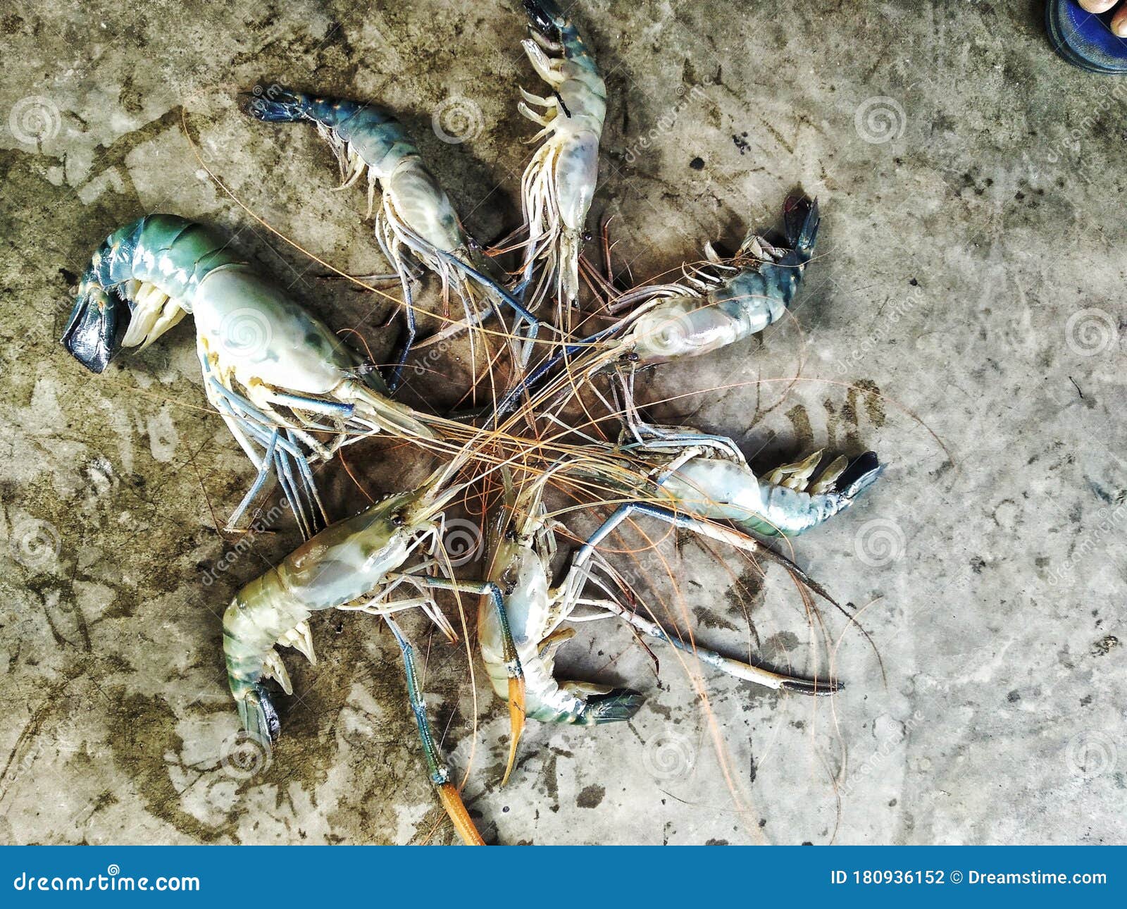 Seven Prawns Together Lying in a Form of Circle Stock Photo - Image of ...