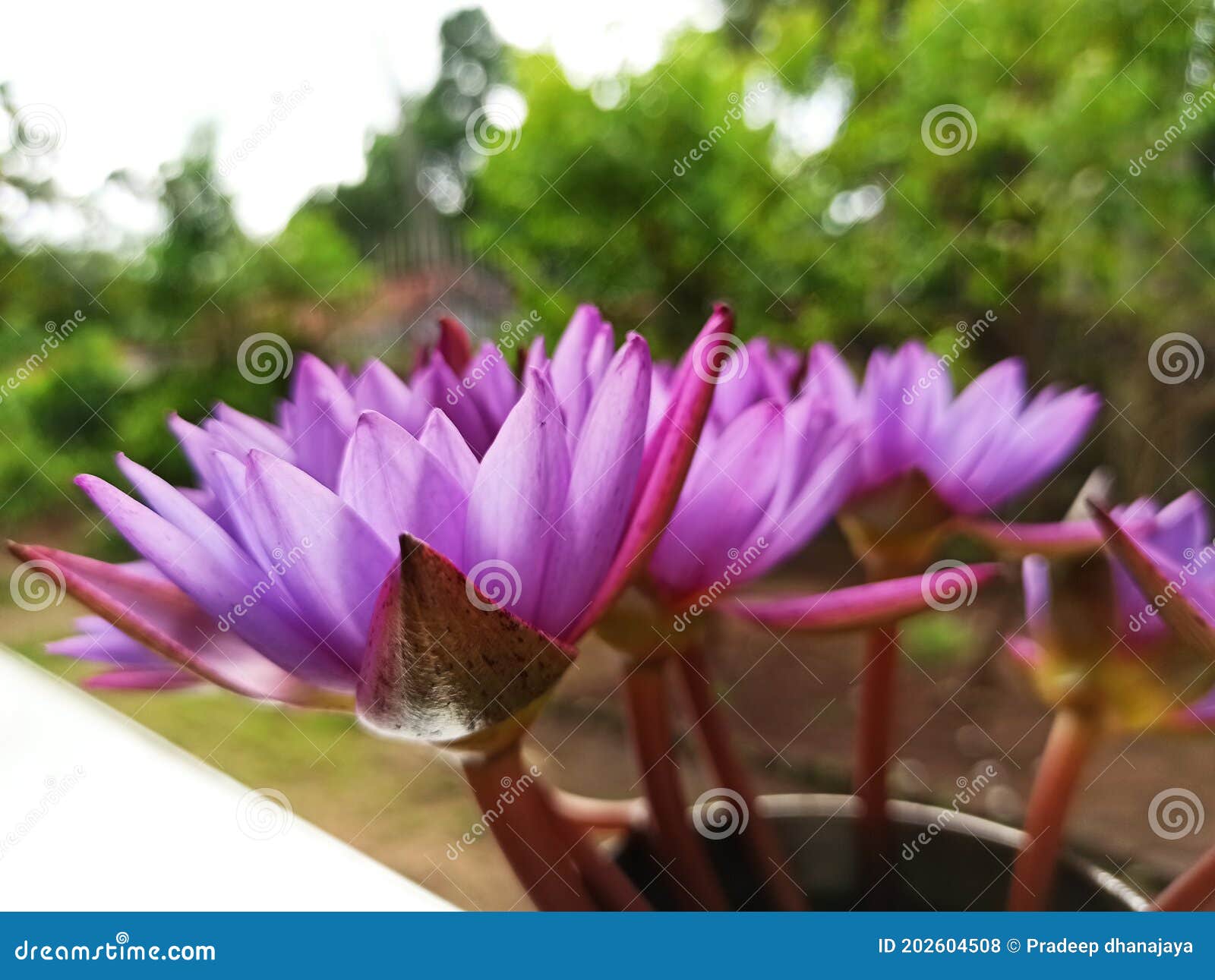 Seven Purple Lotus Flowers Blur Background Stock Photo - Image of ...