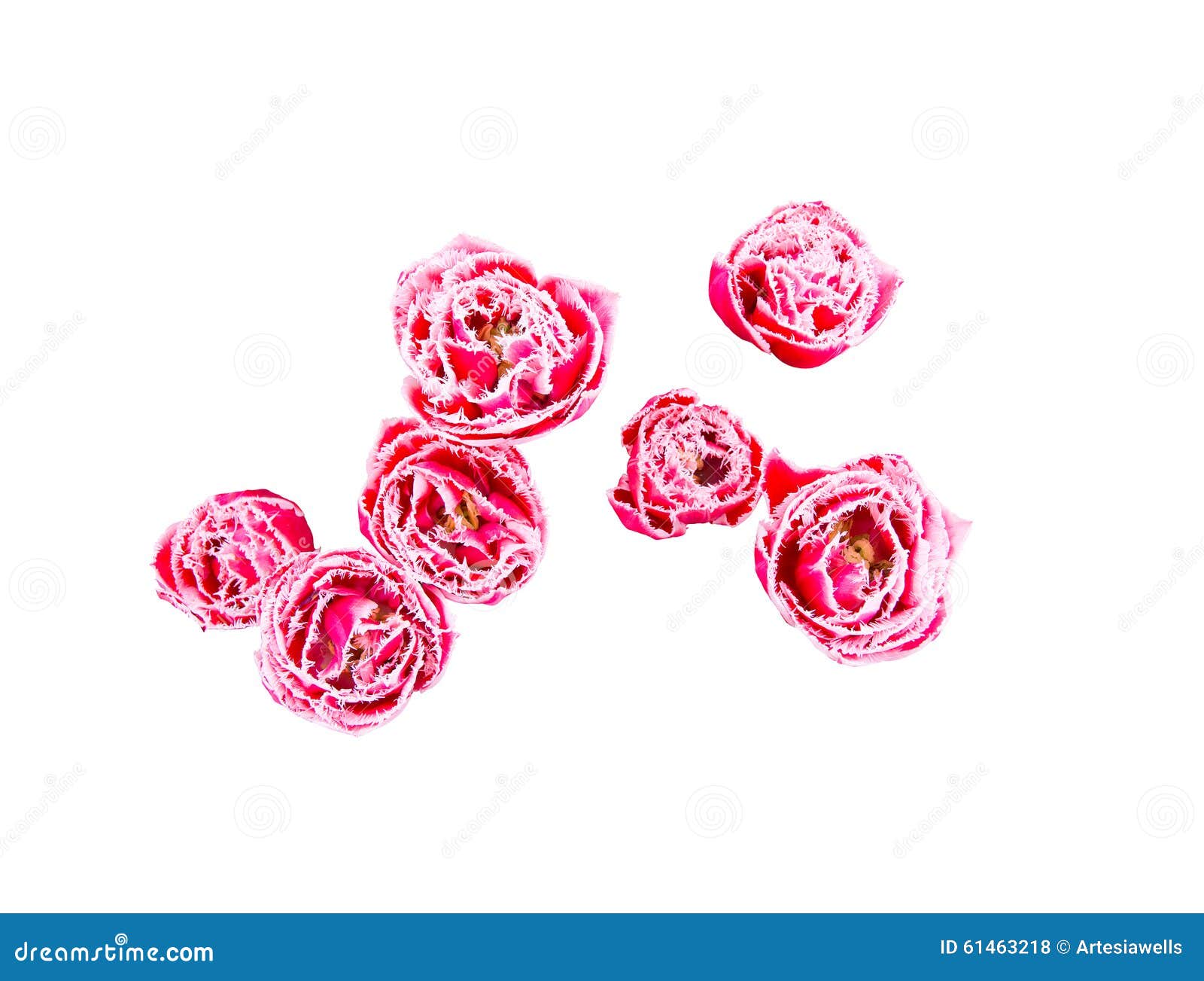 Seven roses stock photo. Image of symbol, beauty, flower - 61463218