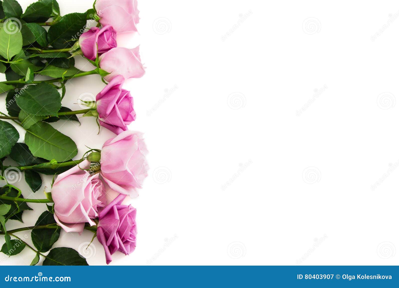 Seven Roses on White Background Stock Image - Image of beautiful, bloom ...