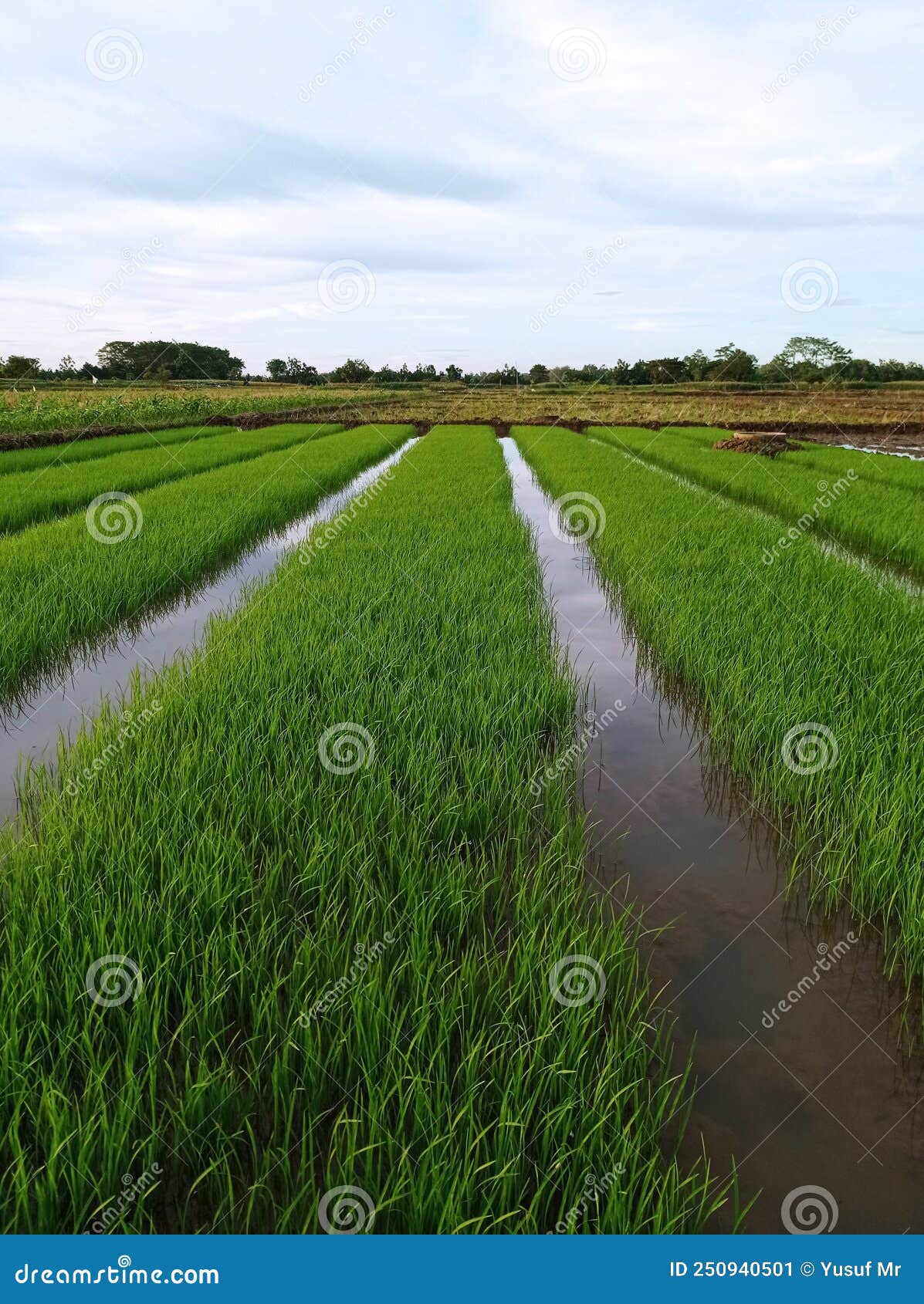 Seven Rows of 17_year_ Old Rice Seeds Stock Image - Image of rows ...