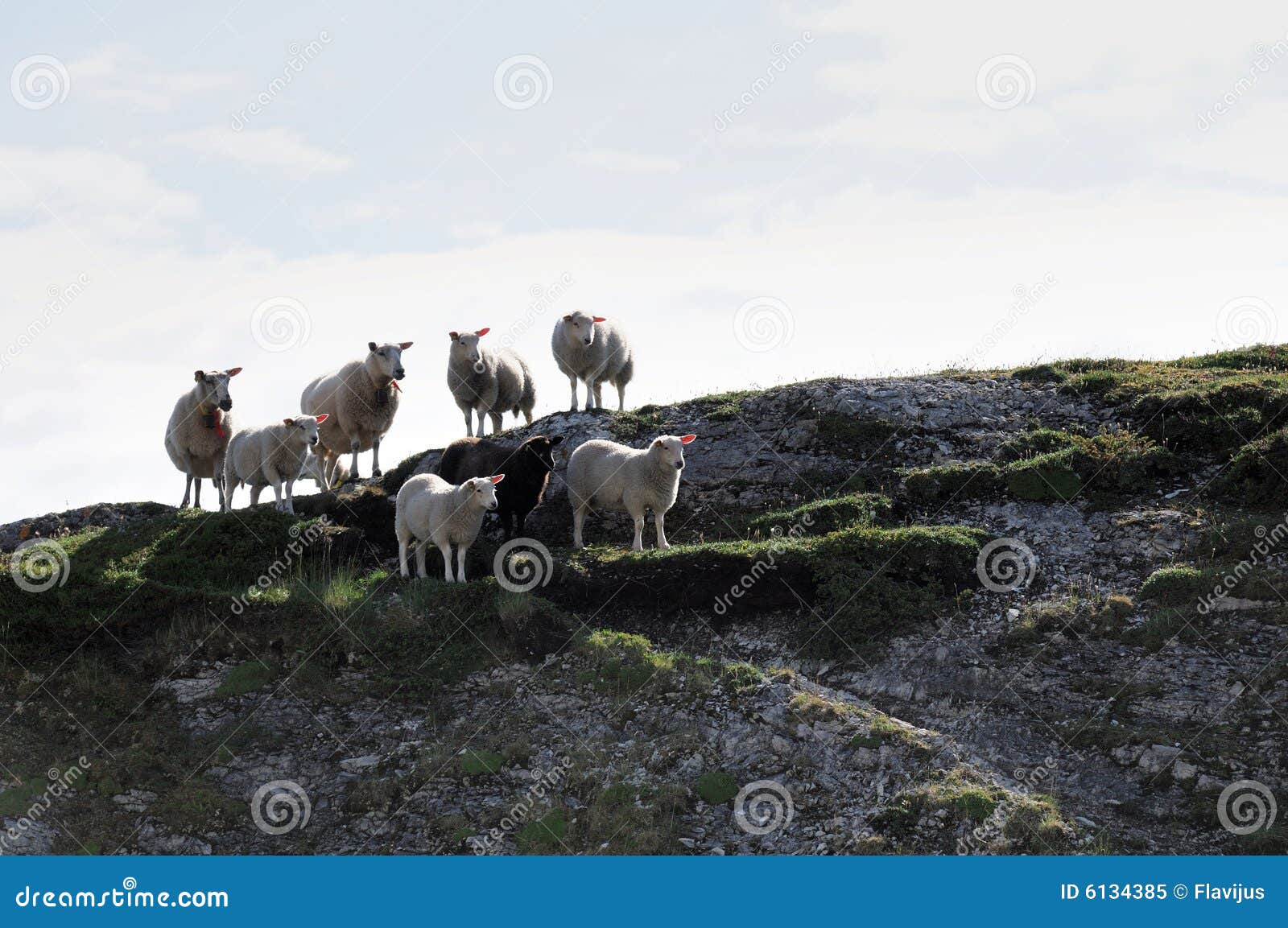 Seven Sheep's Picture. Image: 6134385
