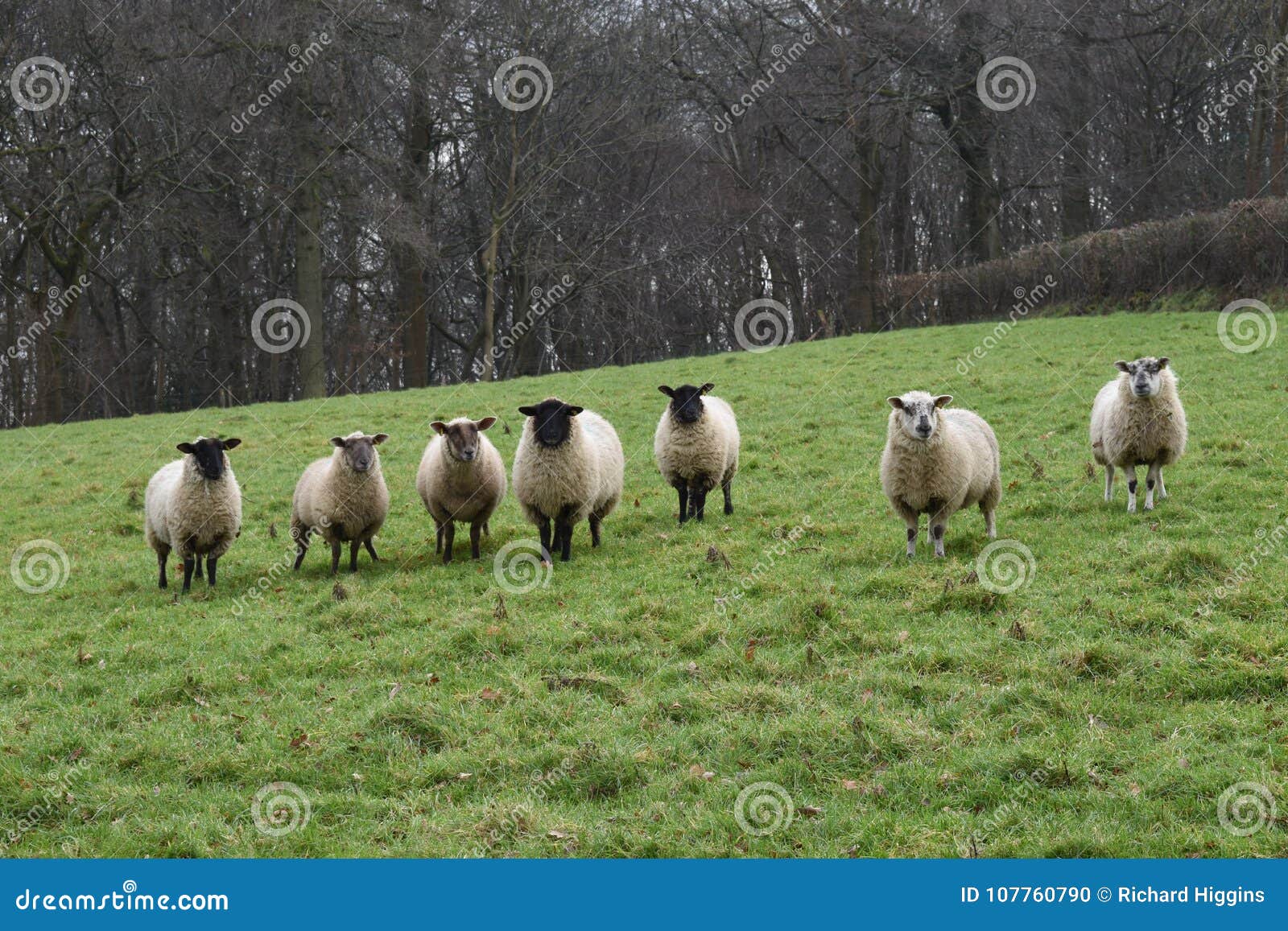 Seven Sheep's Stock Photos - Download 209 Royalty Free Photos