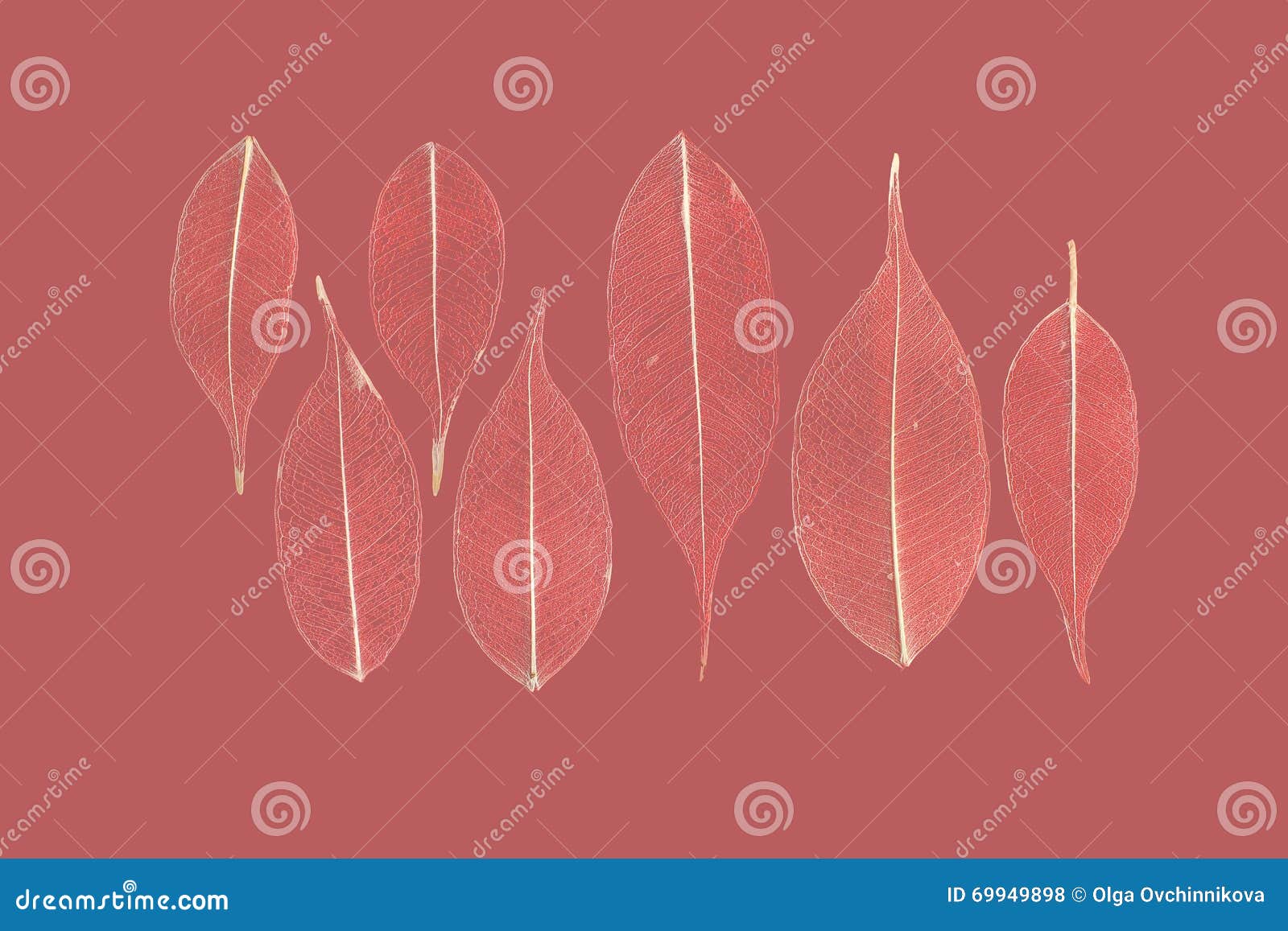 Seven Skeletonized Leaves of Ficus (Ficus Benjamina) Stock Photo ...