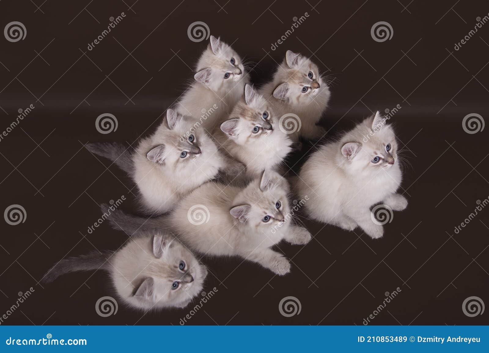 Seven Small Siberian Neva Masquerade Kittens Stock Image 210853489