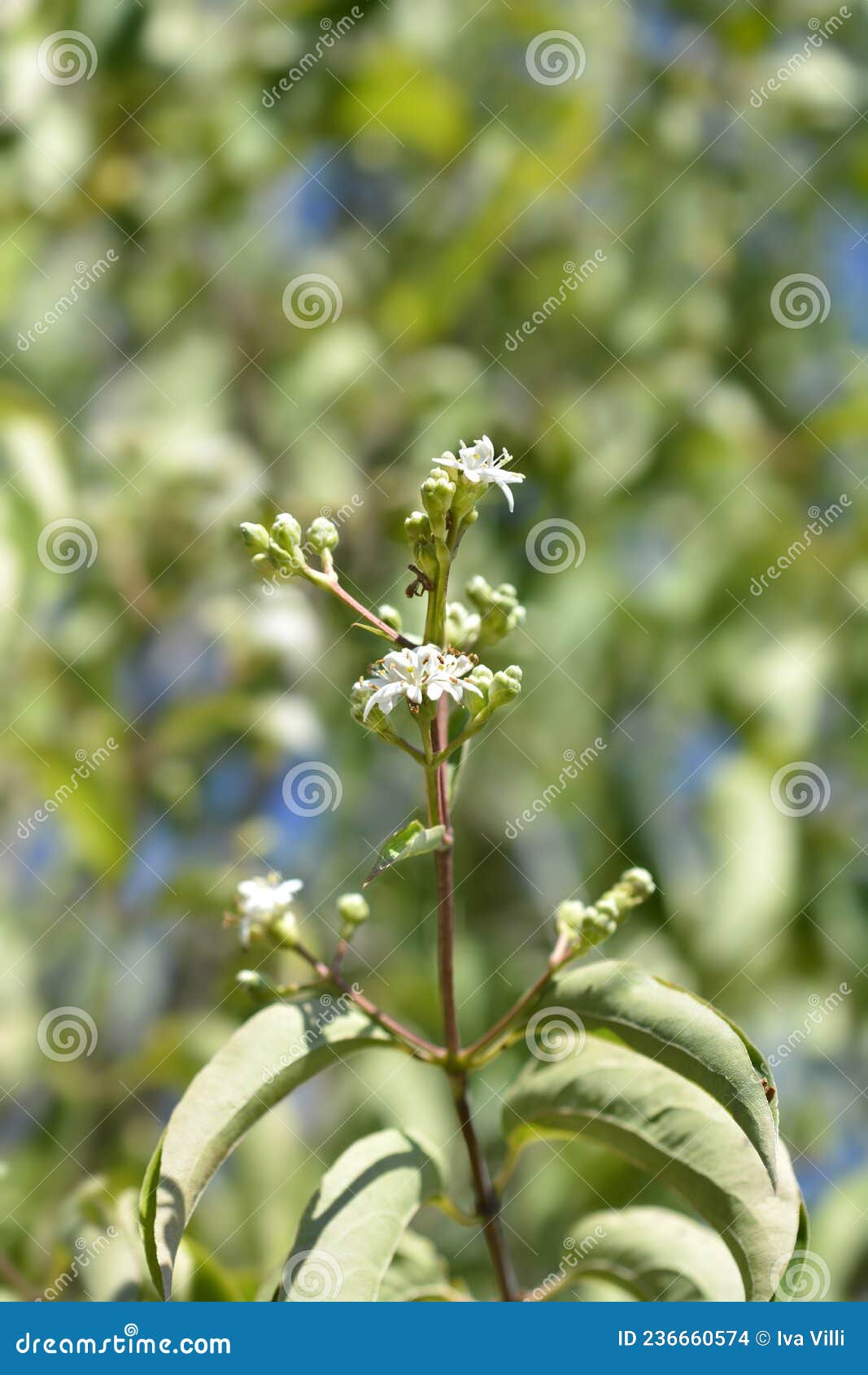 Seven-son flower tree stock photo. Image of lilac, miconioides - 236660574