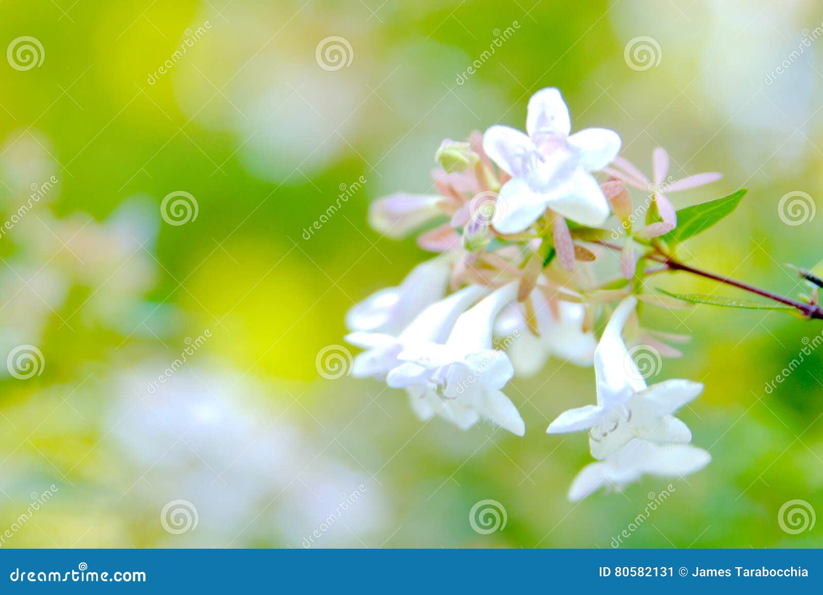 Seven Sons Flower Stock Photos - Free & Royalty-Free Stock Photos from ...