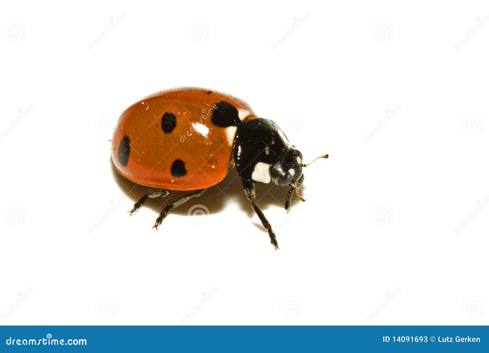 Seven-spot Ladybird Or Seven-spot Ladybug Royalty-Free Stock ...