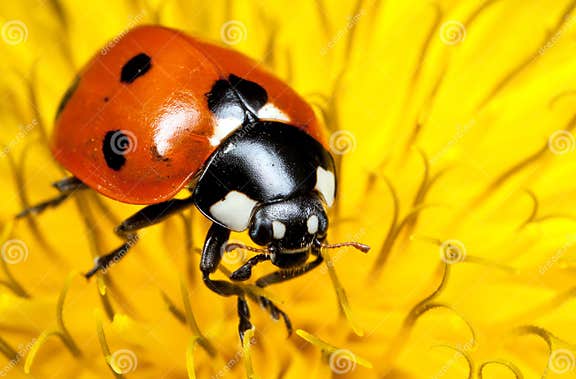 Closeup of Seven-spot Ladybird or Ladybug Stock Image - Image of nature ...