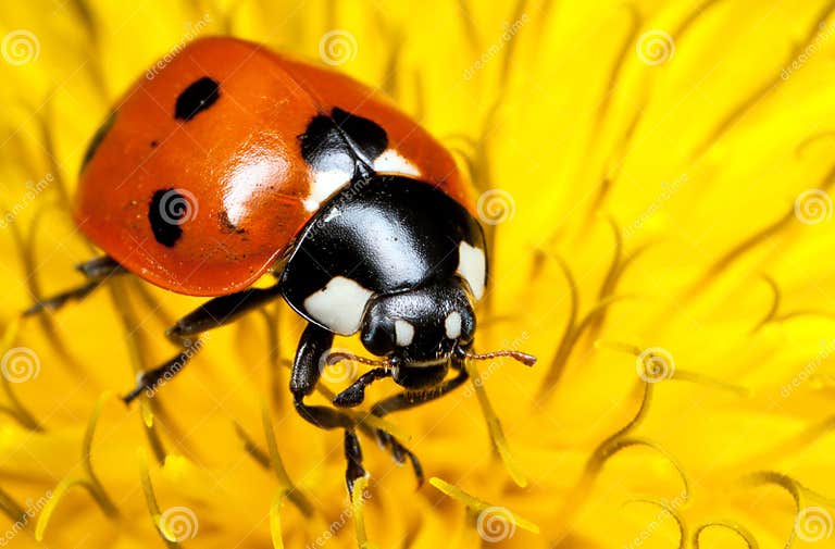 Closeup of Seven-spot Ladybird or Ladybug Stock Image - Image of nature ...