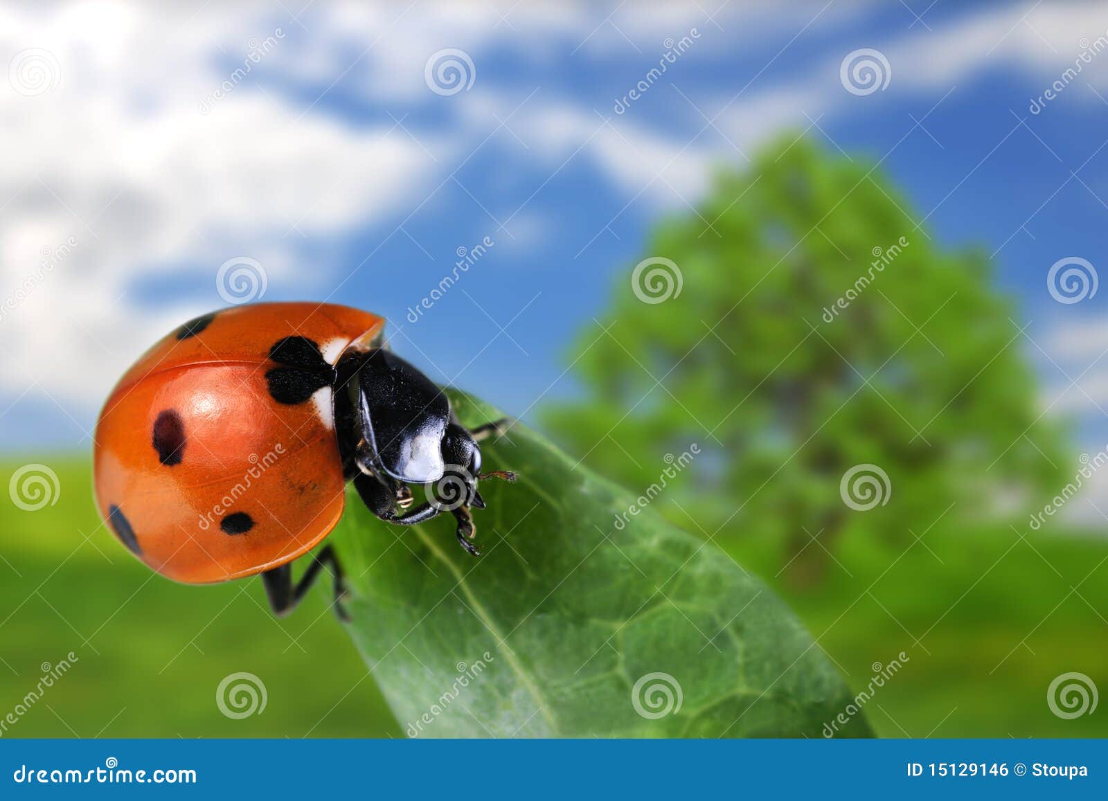 Seven-spot Ladybird Or Seven-spot Ladybug Royalty-Free Stock ...