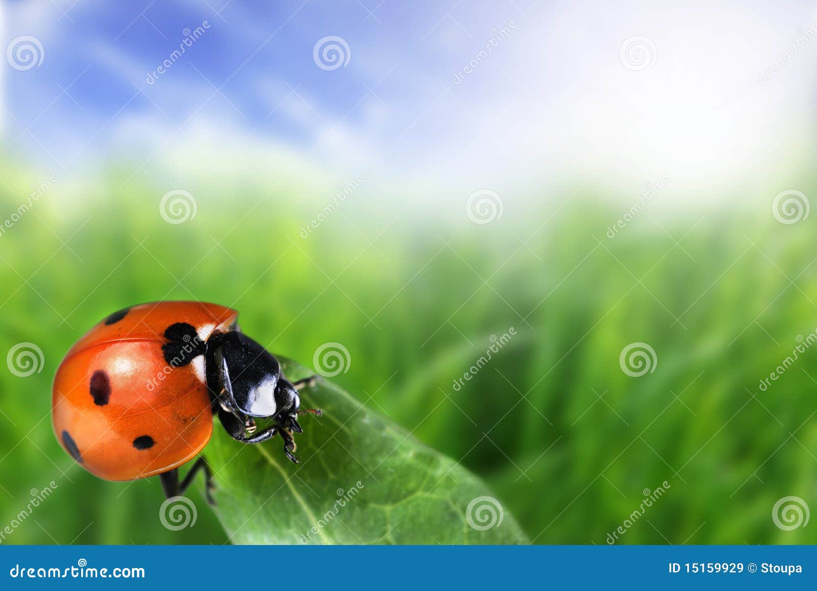 Seven-spot Ladybird Or Seven-spot Ladybug Royalty-Free Stock ...