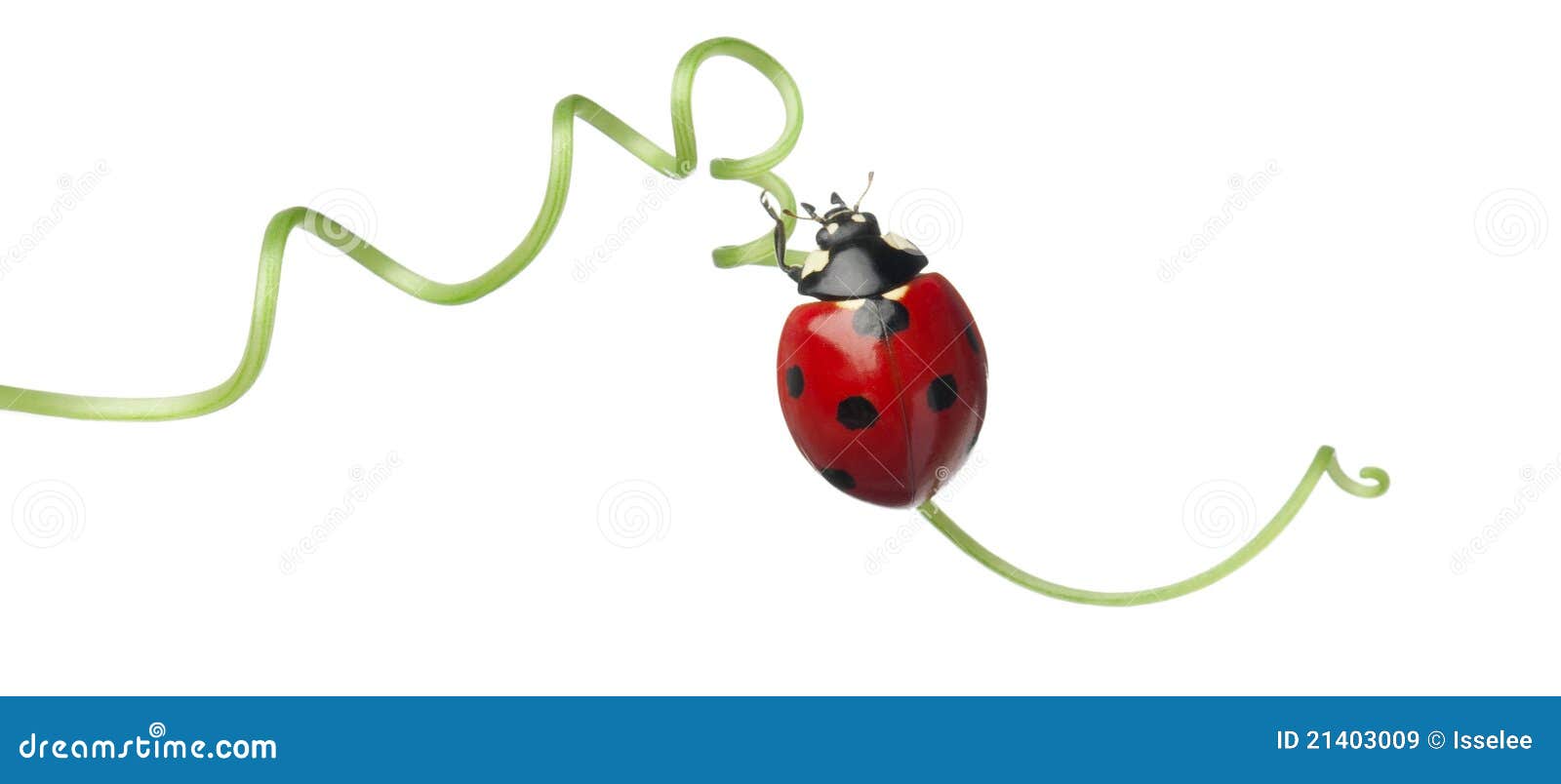 Two-spot Ladybird Or Two-spotted Ladybug, Adalia Bipunctata. Copulation ...