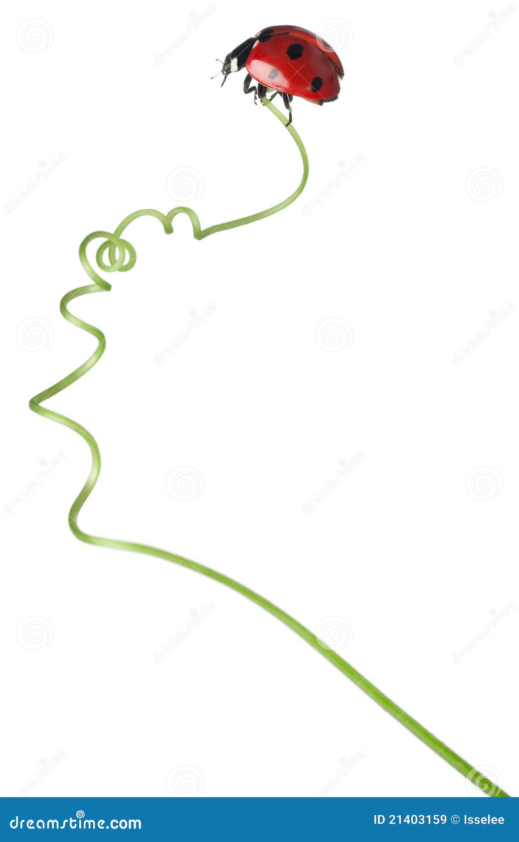 Seven-spot Ladybird Or Seven-spot Ladybug Royalty-Free Stock ...