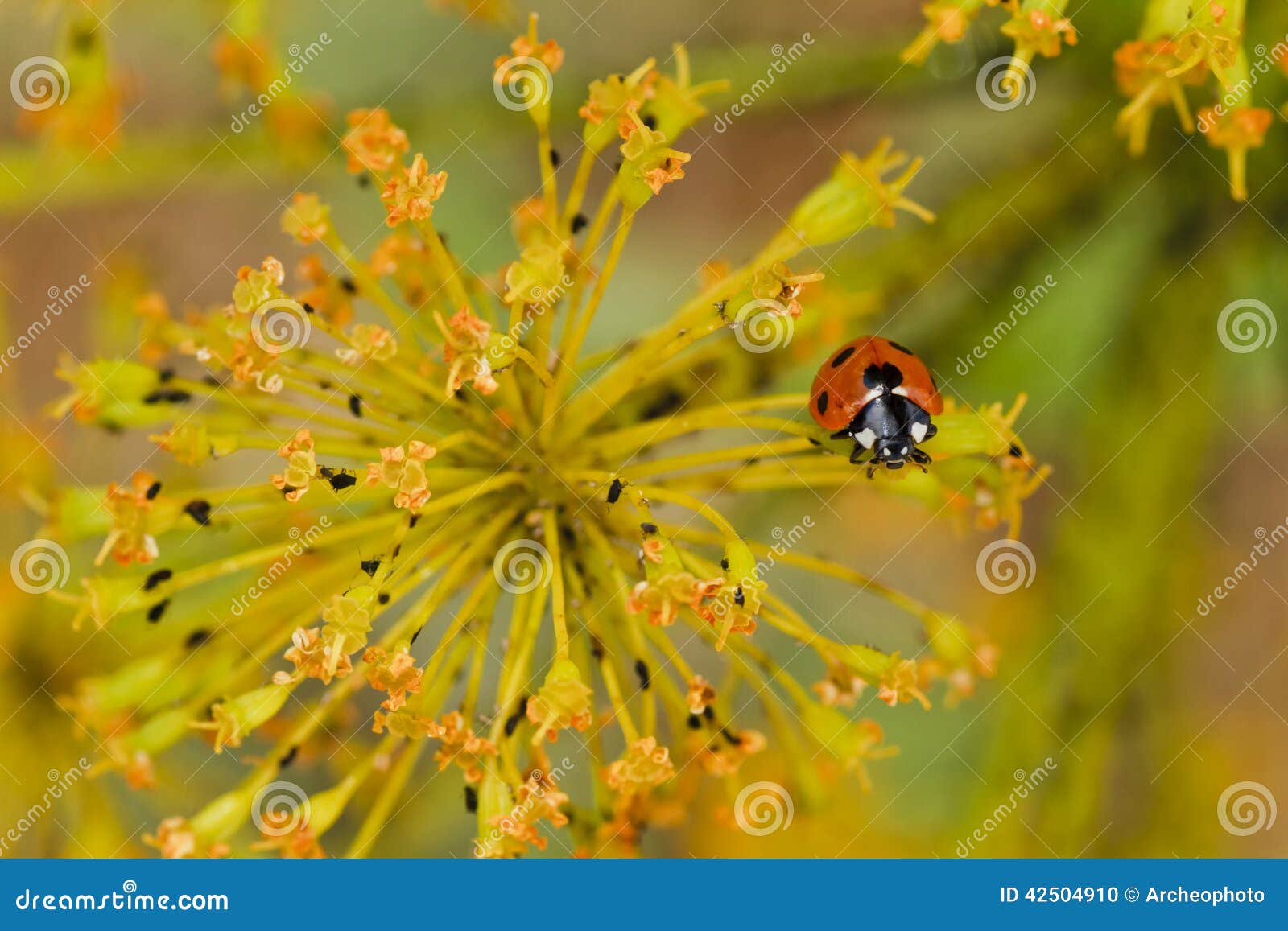 Seven-spot ladybug stock photo. Image of closeup, animal - 42504910