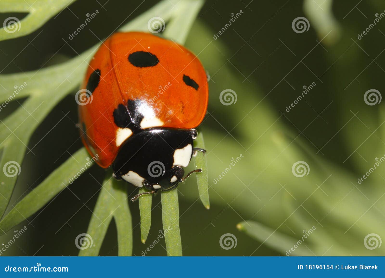 Seven-spotted ladybug stock photo. Image of seven, ladybeetle - 18196154
