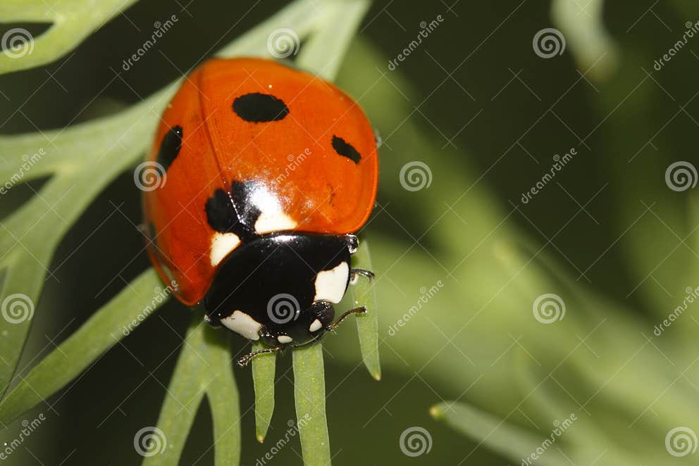 Seven-spotted ladybug stock photo. Image of seven, ladybeetle - 18196154