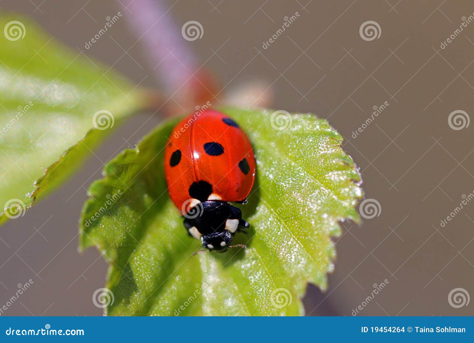 Seven Spotted Ladybug (Coccinella Septempunctata) Stock Photo - Image ...