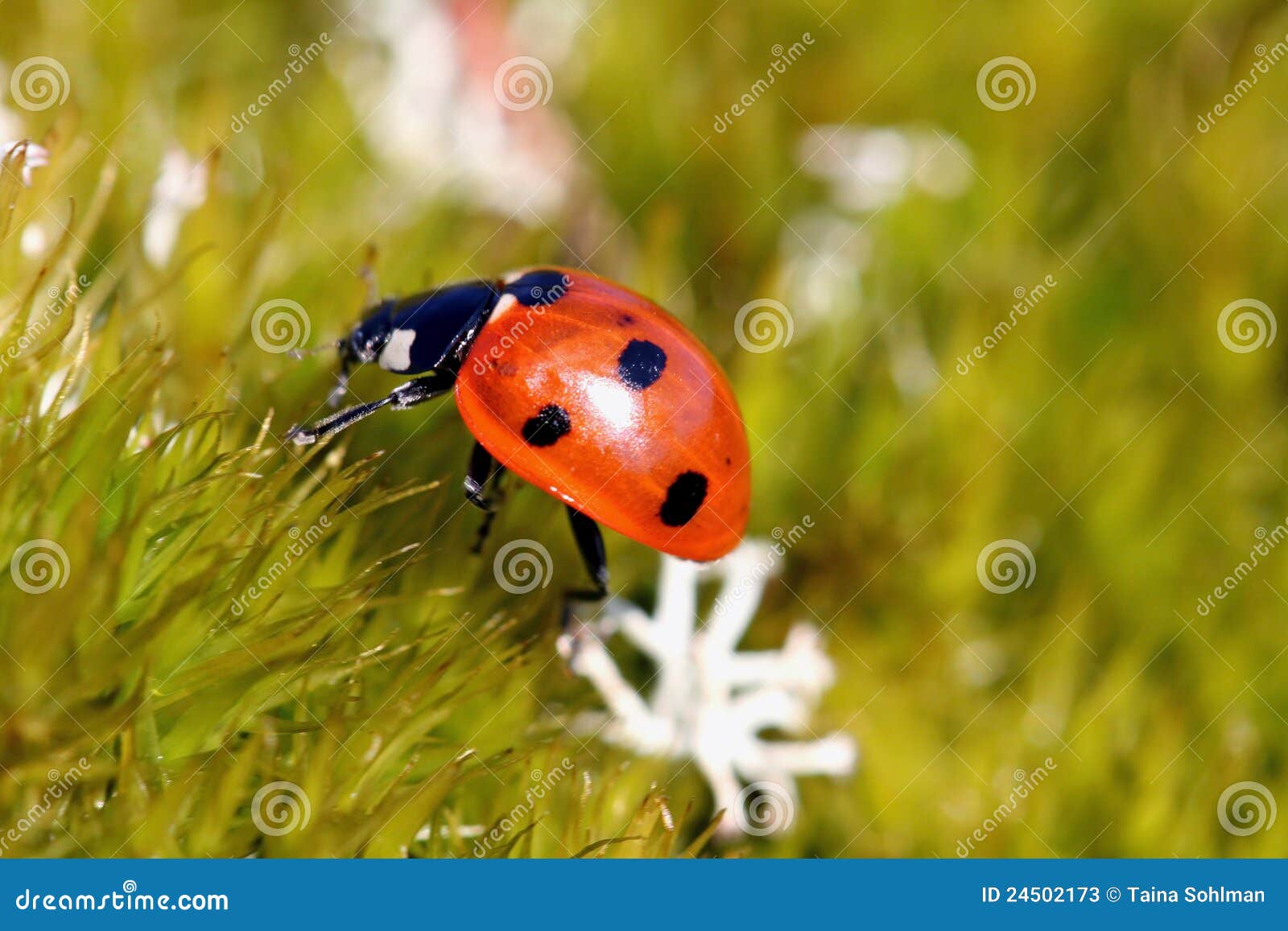 Seven Spotted Ladybug (Coccinella Septempunctata) Stock Image - Image ...