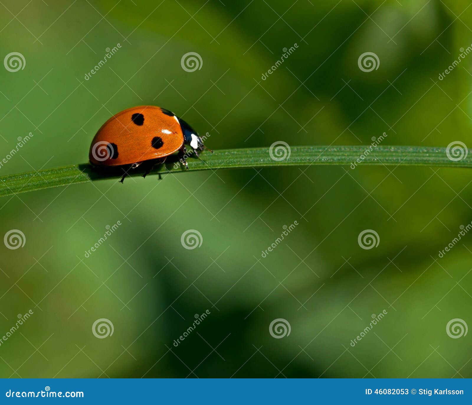 Seven-spotted Ladybug, Coccinella Septempunctata Stock Image - Image of ...