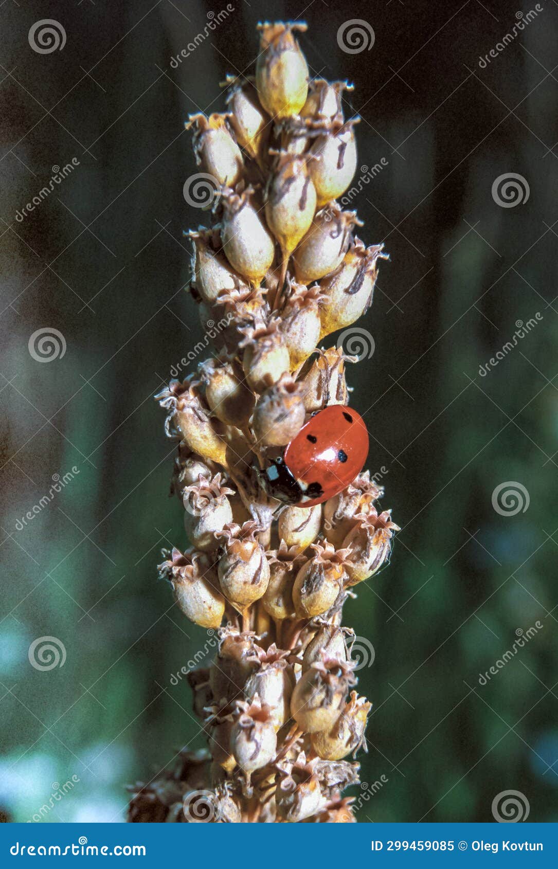 Seven-spotted Ladybug on a Dry Inflorescence with Seeds Stock Image ...