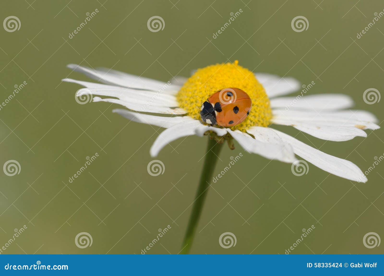 Seven-spotted Ladybug on a Flower Stock Photo - Image of summer, flower ...