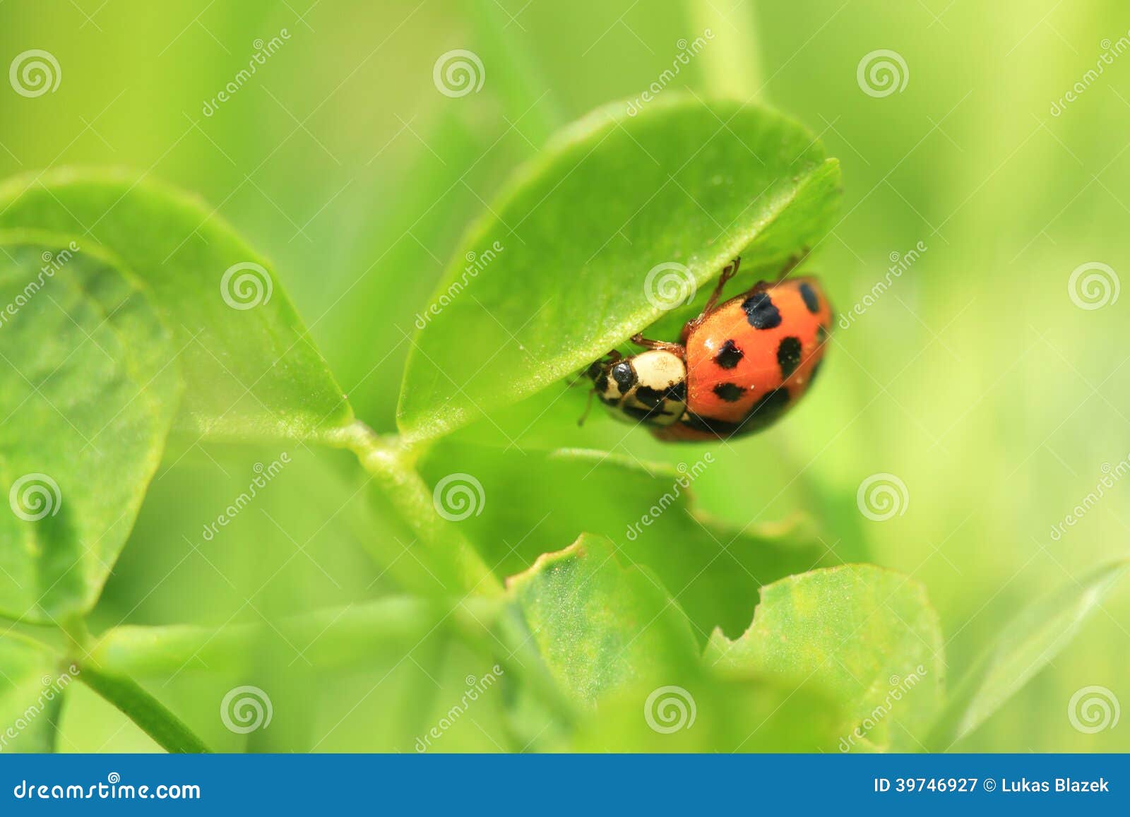Seven-spotted ladybug stock image. Image of plant, spotted - 39746927