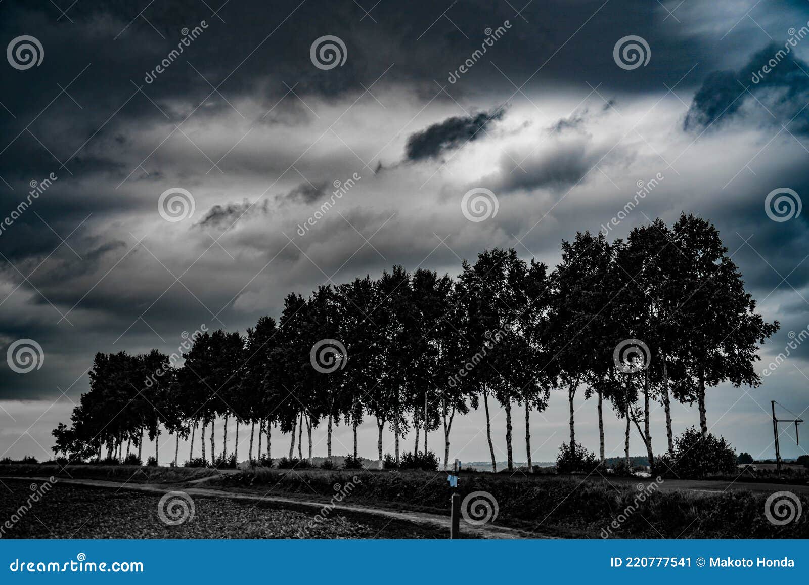 Seven Star Tree Hokkaido Biei-cho Stock Image - Image of rural, star ...