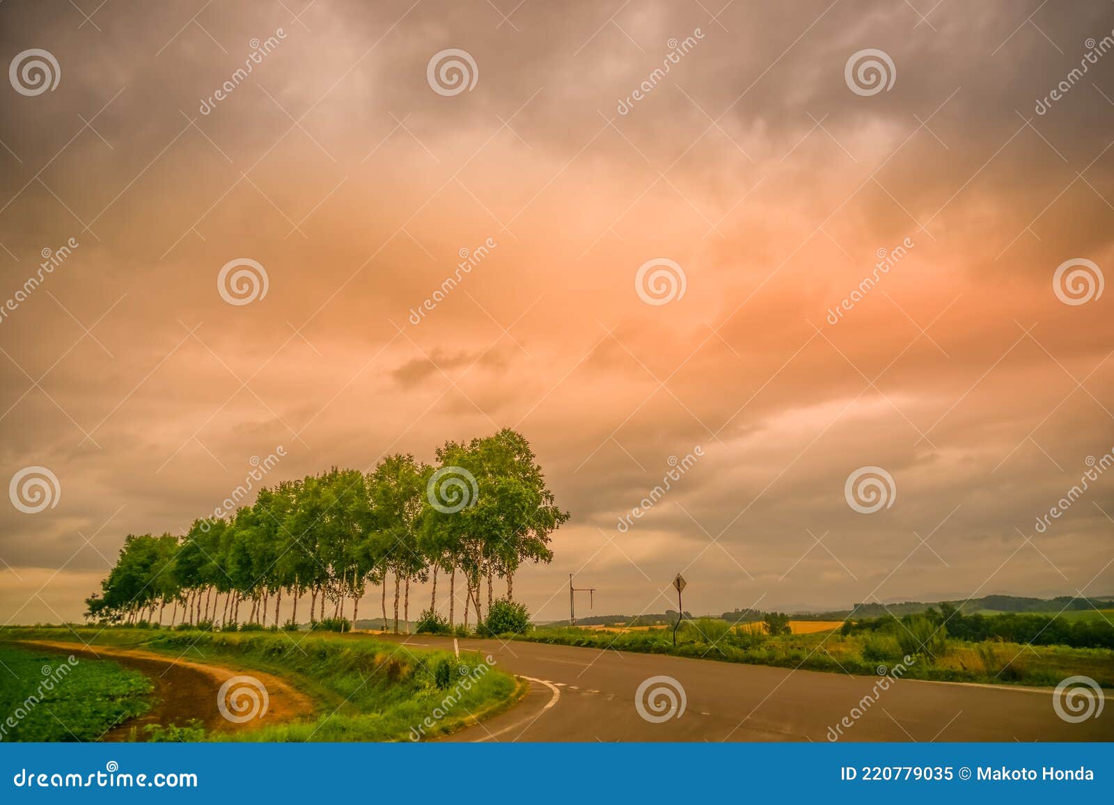 Seven Star Tree Hokkaido Biei-cho Stock Image - Image of bieicho, grass ...