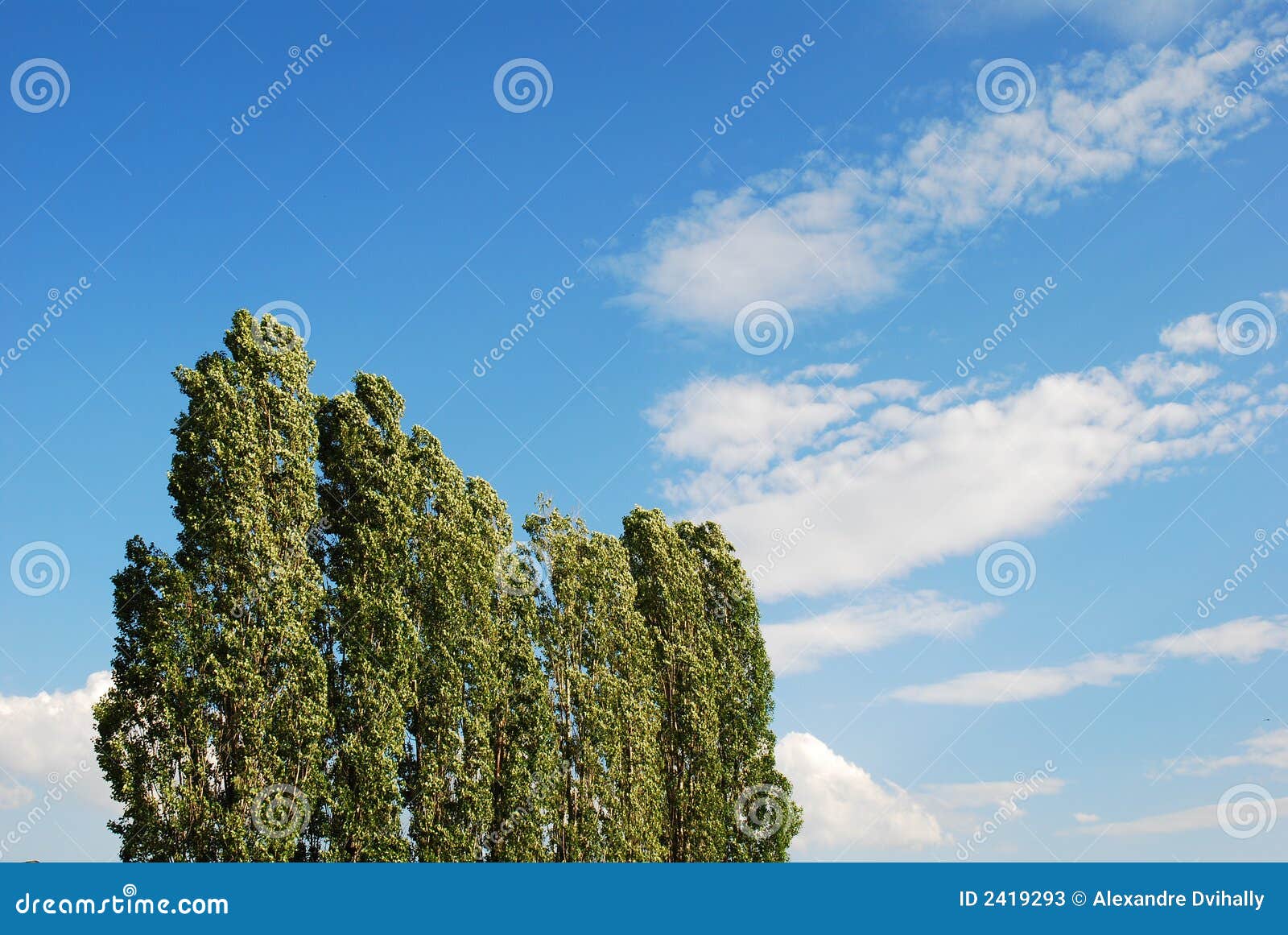 Seven Trees and Sky stock image. Image of close, leaves - 2419293