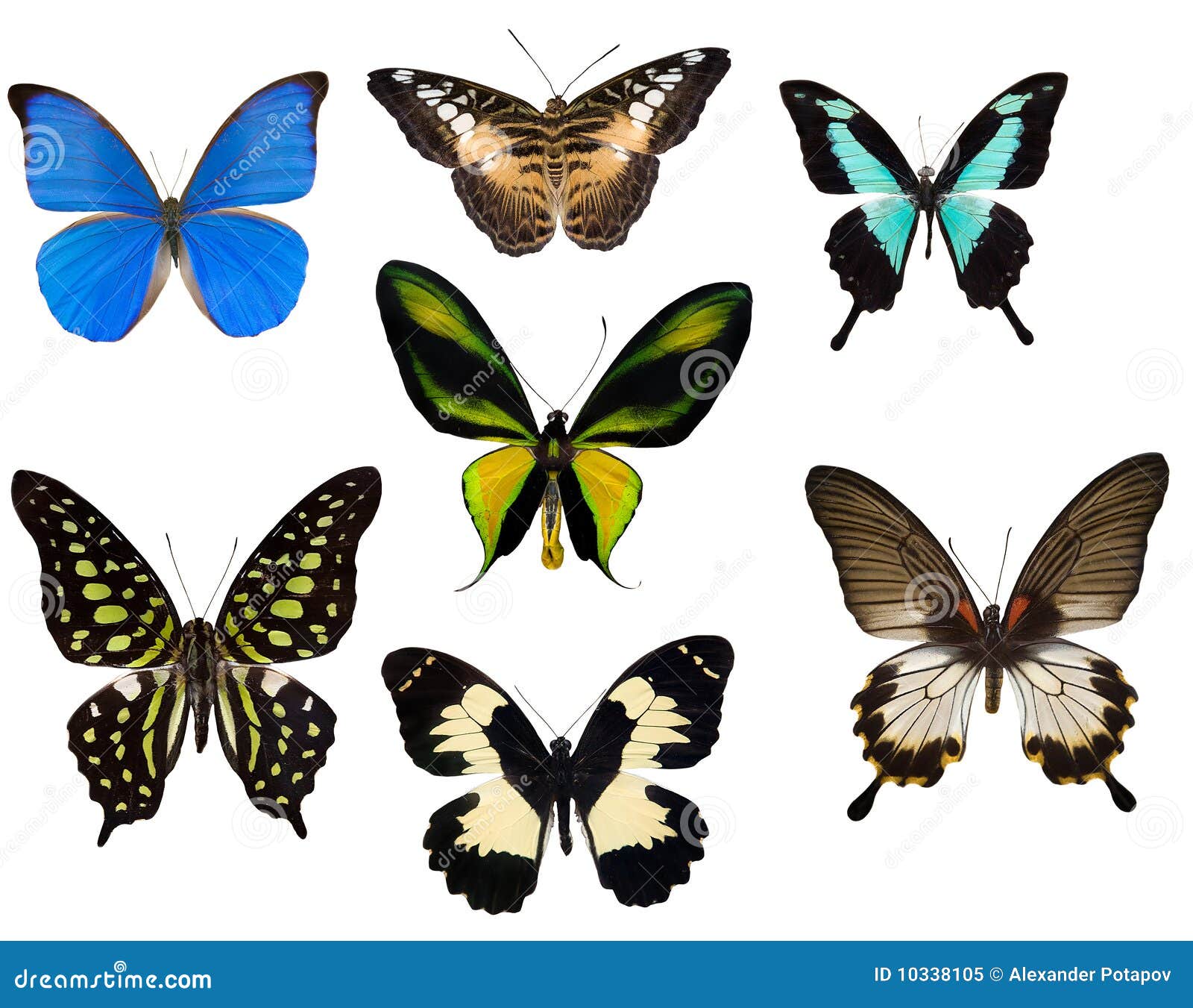 Seven tropical butterflies stock image. Image of spotted - 10338105