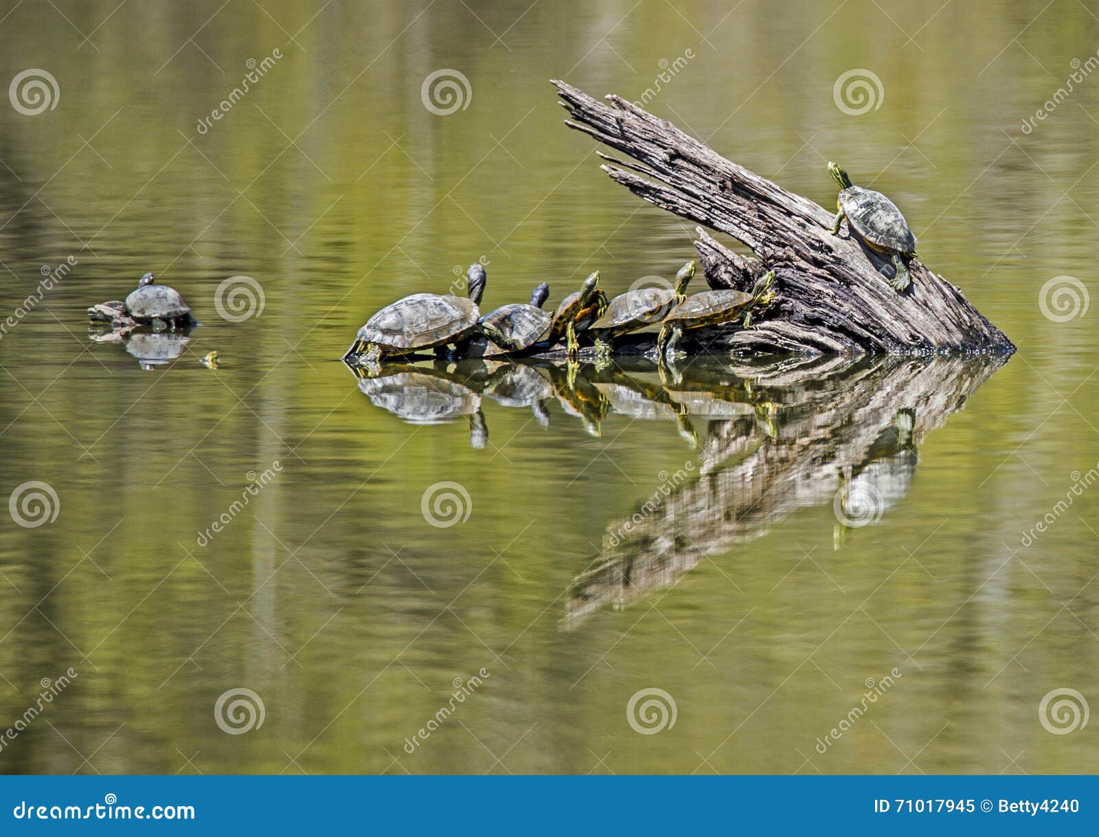 Seven Turtles Piled on Driftwood with Water Reflections. Stock Image ...