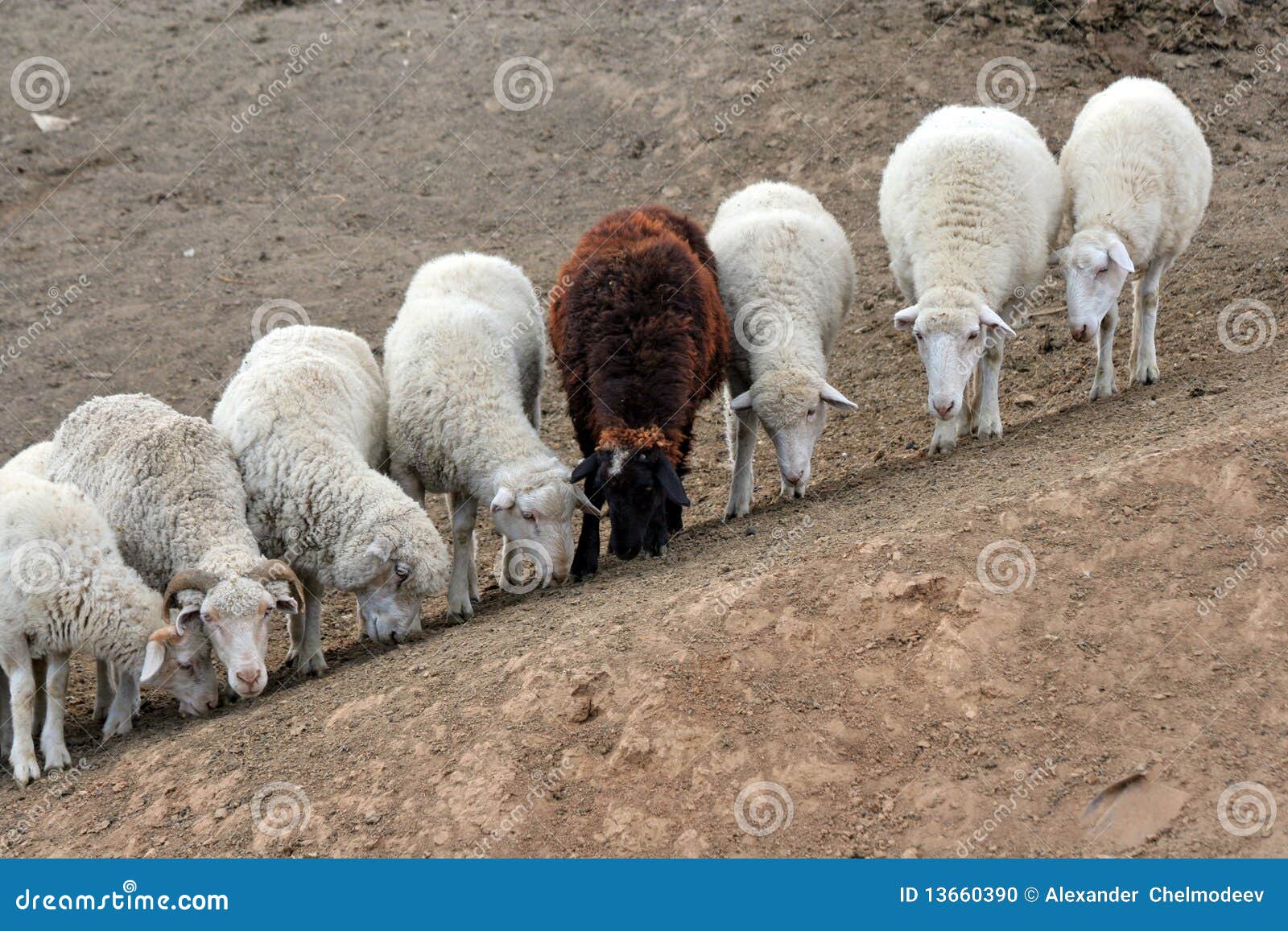 Seven White and One Brown Sheep Stock Photo - Image of rams, farm: 13660390
