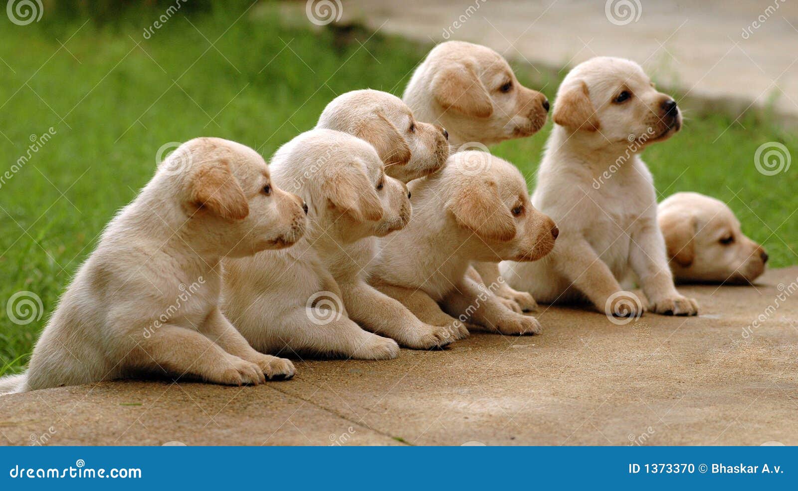 Seven Wonders stock photo. Image of puppies, kennel, dogs - 1373370