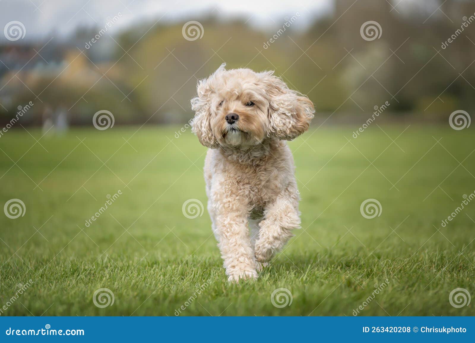 Seven Year Old Cavapoo on a Run in the Park Stock Photo - Image of ...