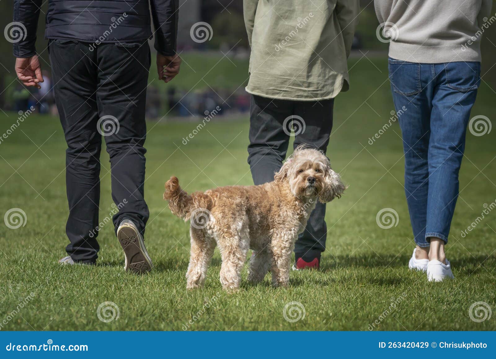 Seven Year Old Cavapoo Looking Back from His Obscured Owners Stock ...