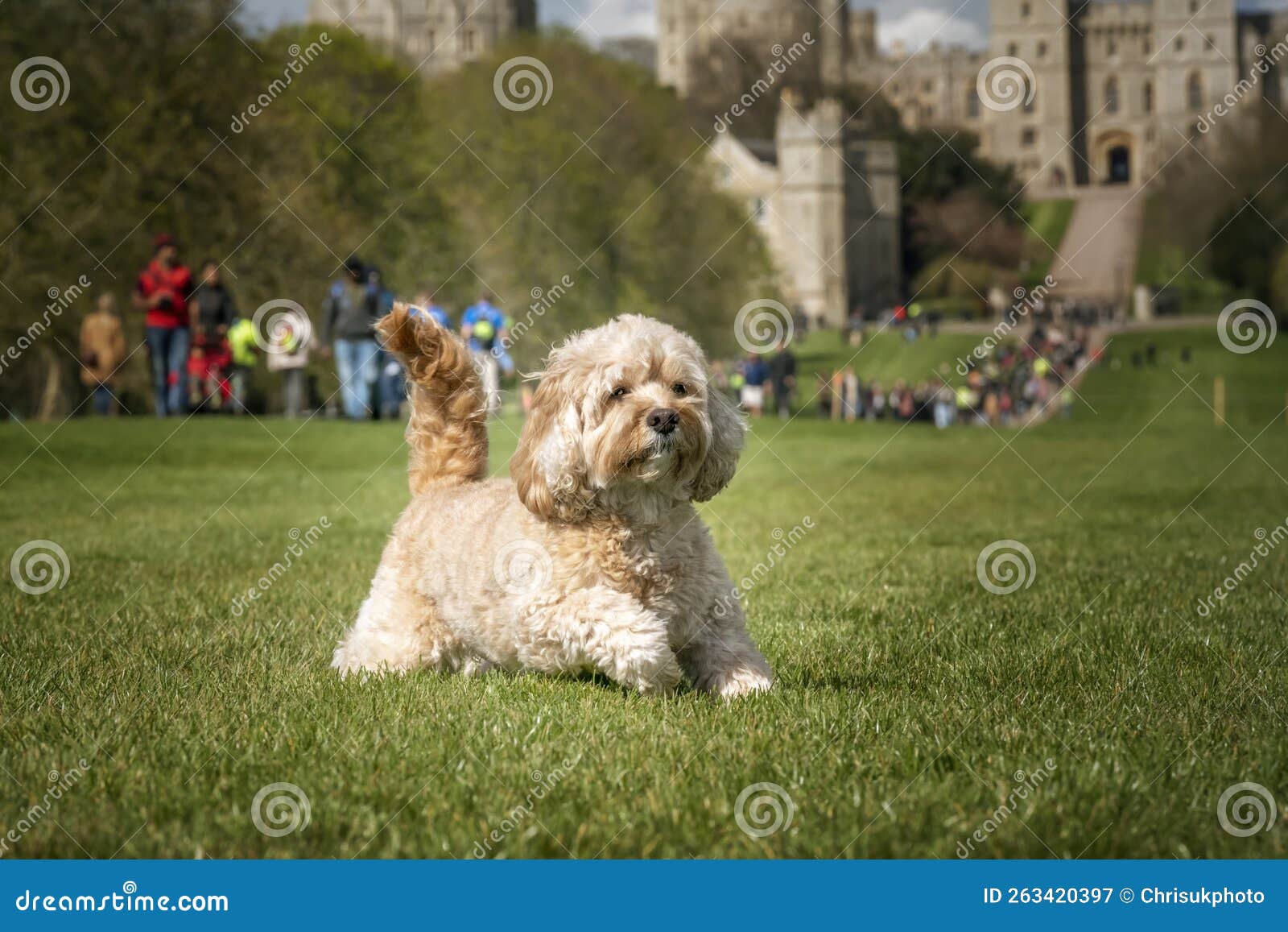 Seven Year Old Cavapoo Playing on the Long Walk in Windsor Stock Image ...