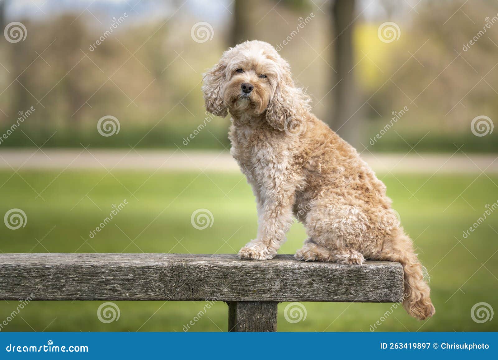 Seven Year Old Cavapoo Sat on a Bench Looking at the Camera Stock Image ...