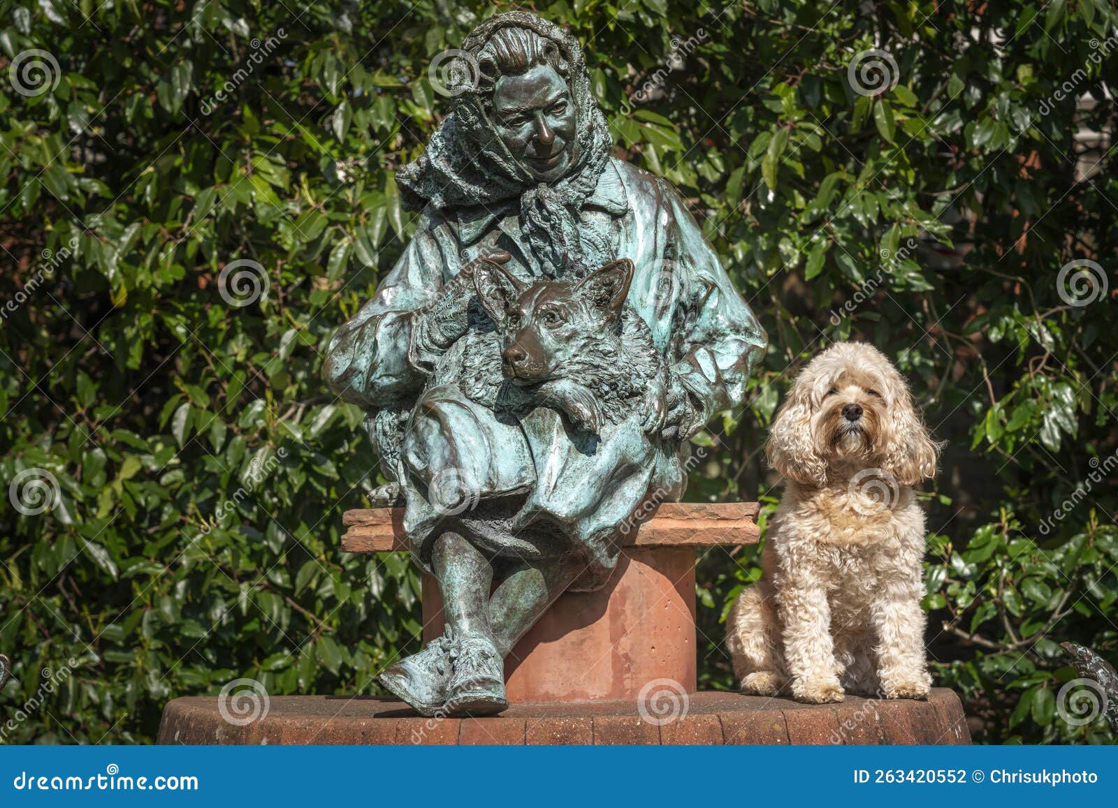 Seven Year Old Cavapoo Sat in Windsor Stock Photo - Image of beige ...