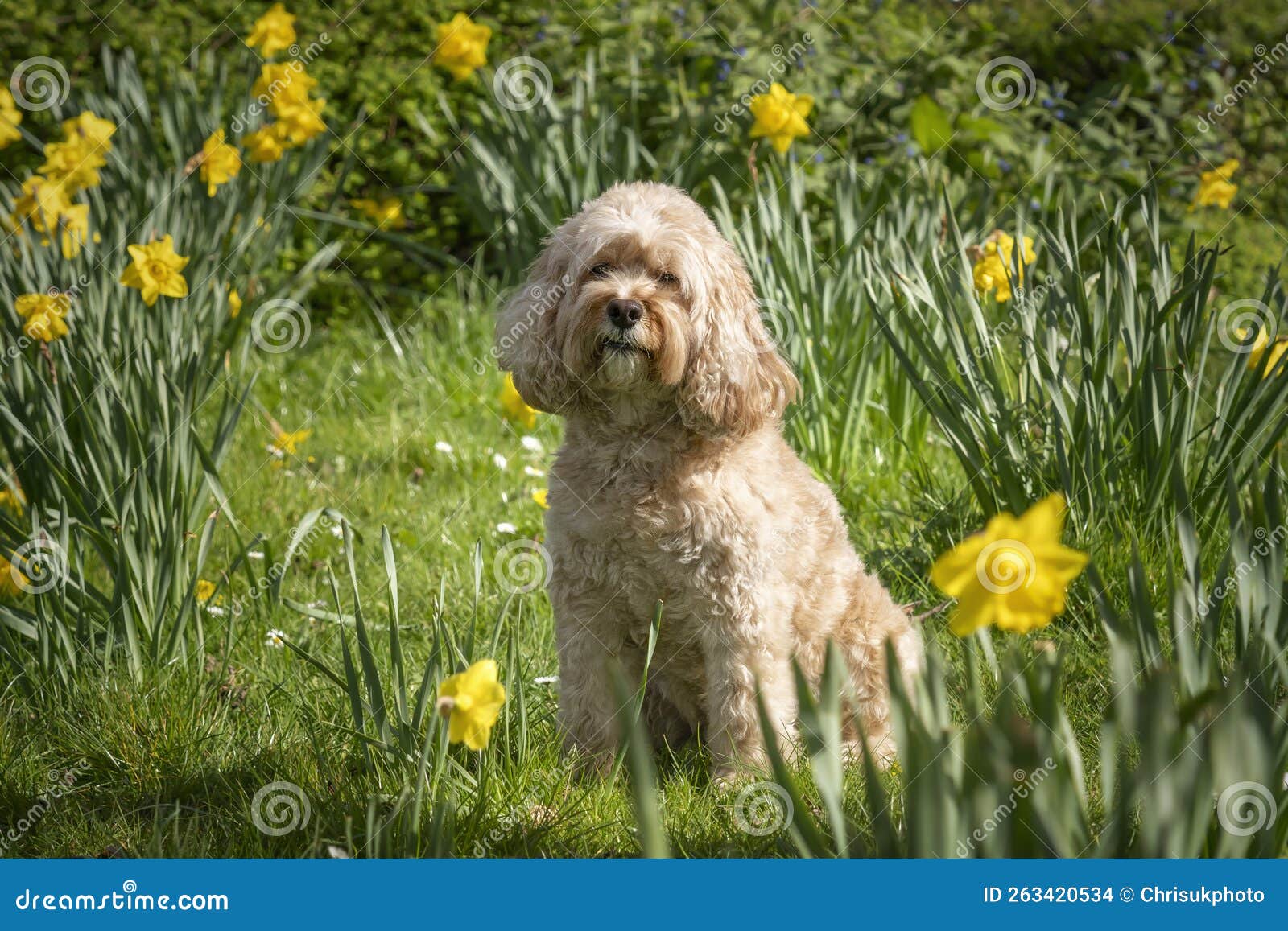 Seven Year Old Cavapoo Sitting in the Spring Flowers Stock Photo ...