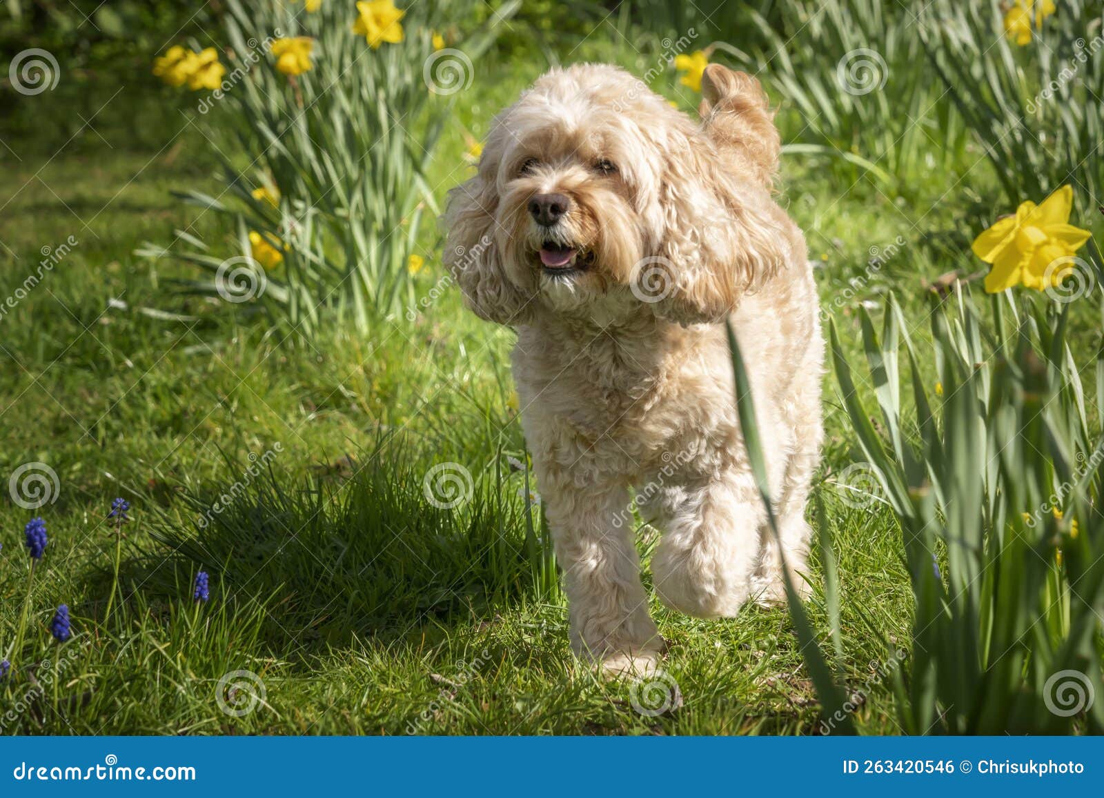 Seven Year Old Cavapoo Walking through the Spring Flowers Stock Photo - Image of crossbreed ...
