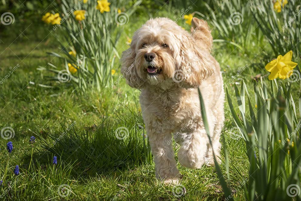 Seven Year Old Cavapoo Walking through the Spring Flowers Stock Photo - Image of crossbreed ...