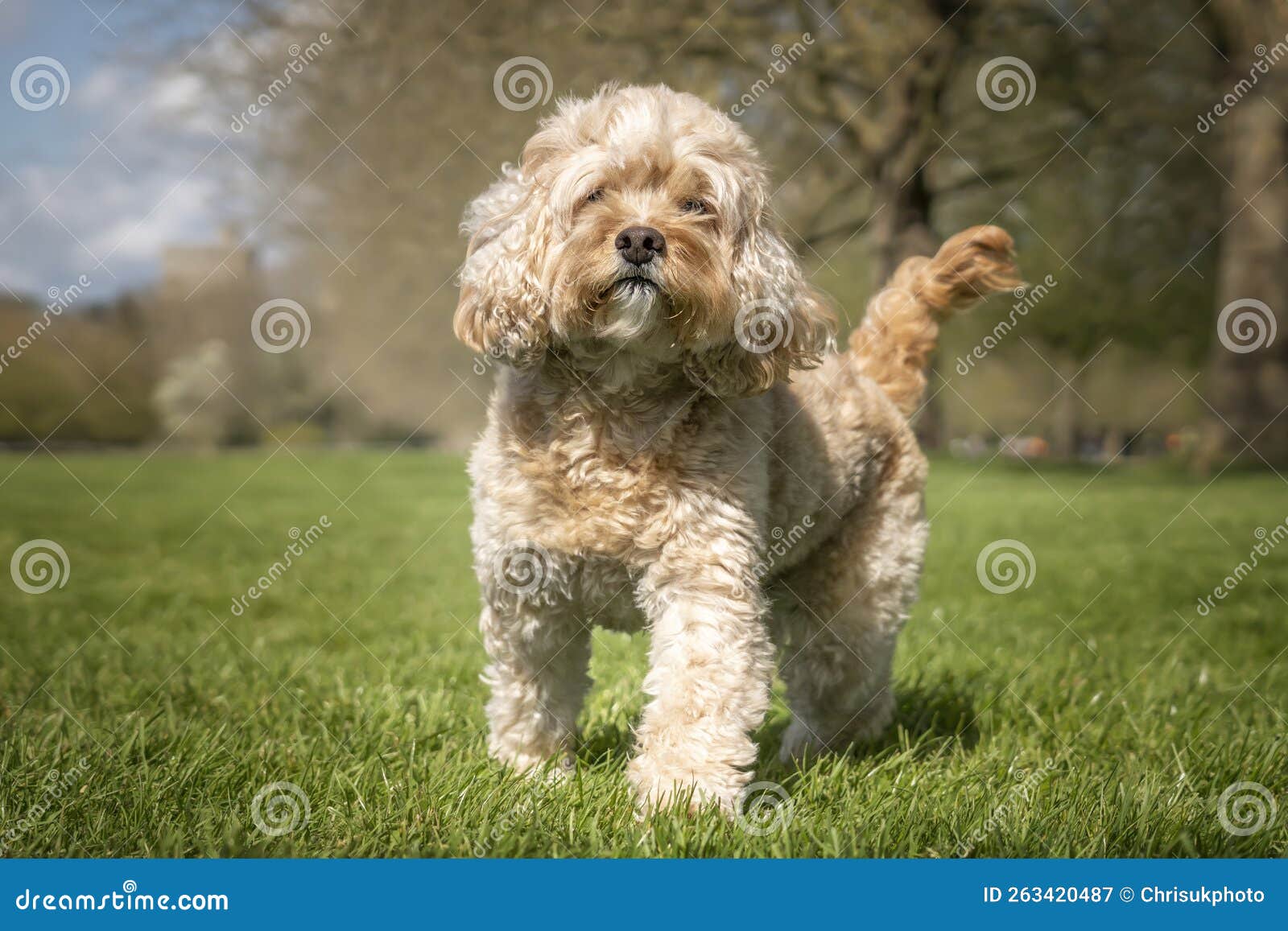 Seven Year Old Cavapoo Walking Towards the Camera Stock Image - Image ...