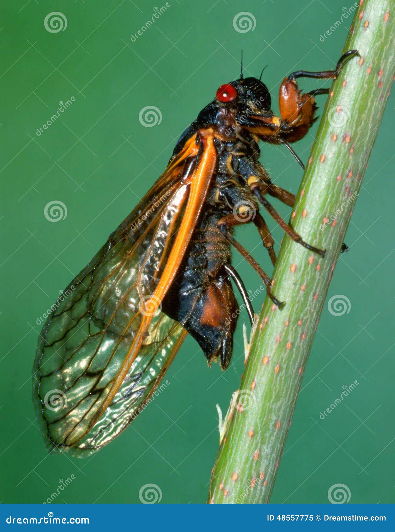 Seventeen-year Cicada Injecting Its Eggs Stock Image - Image of insect ...