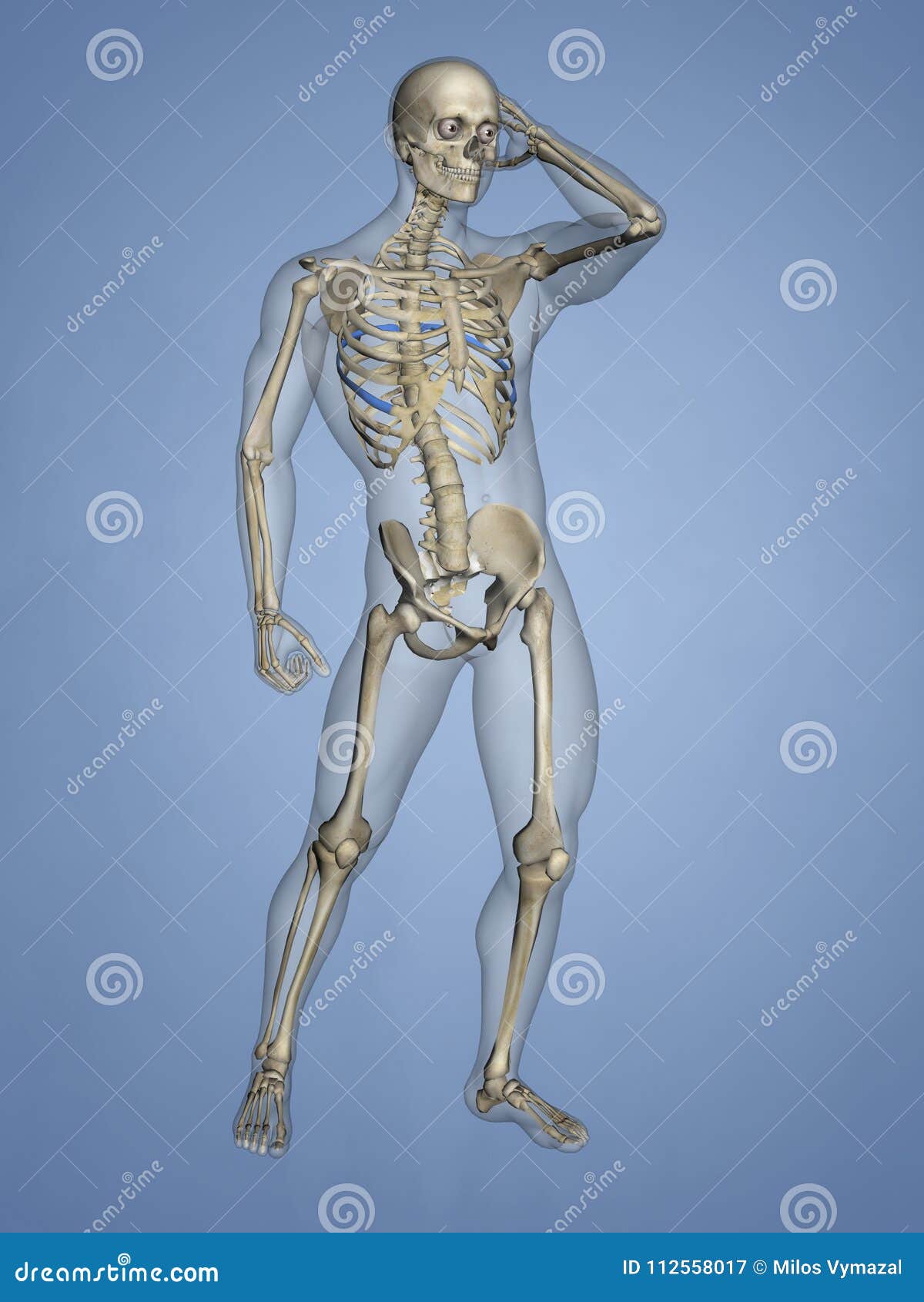 Seventh Rib, Rib Cage, 3D Model Stock Illustration - Illustration of ...