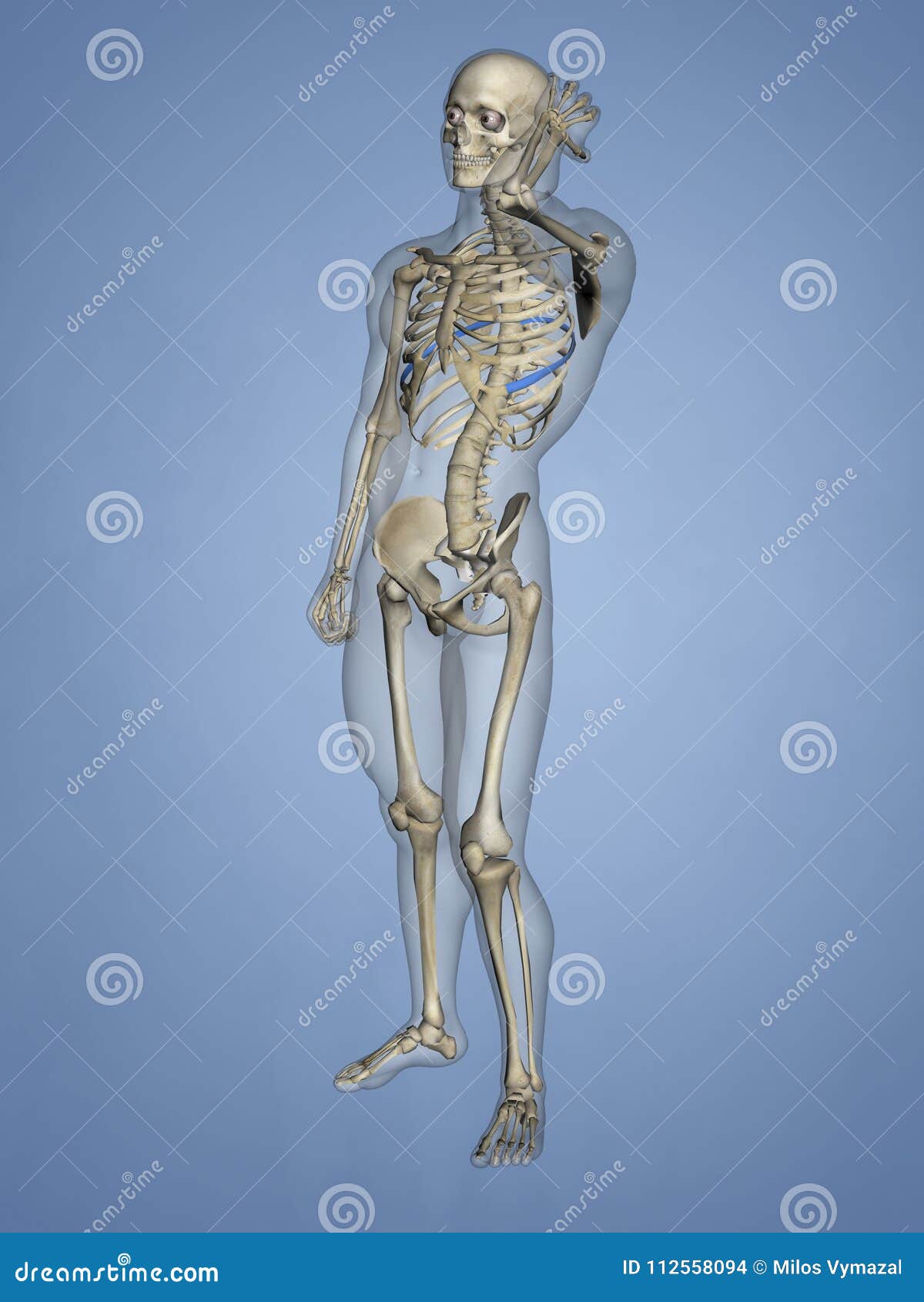 Seventh Rib, Rib Cage, 3D Model Stock Illustration - Illustration of ...