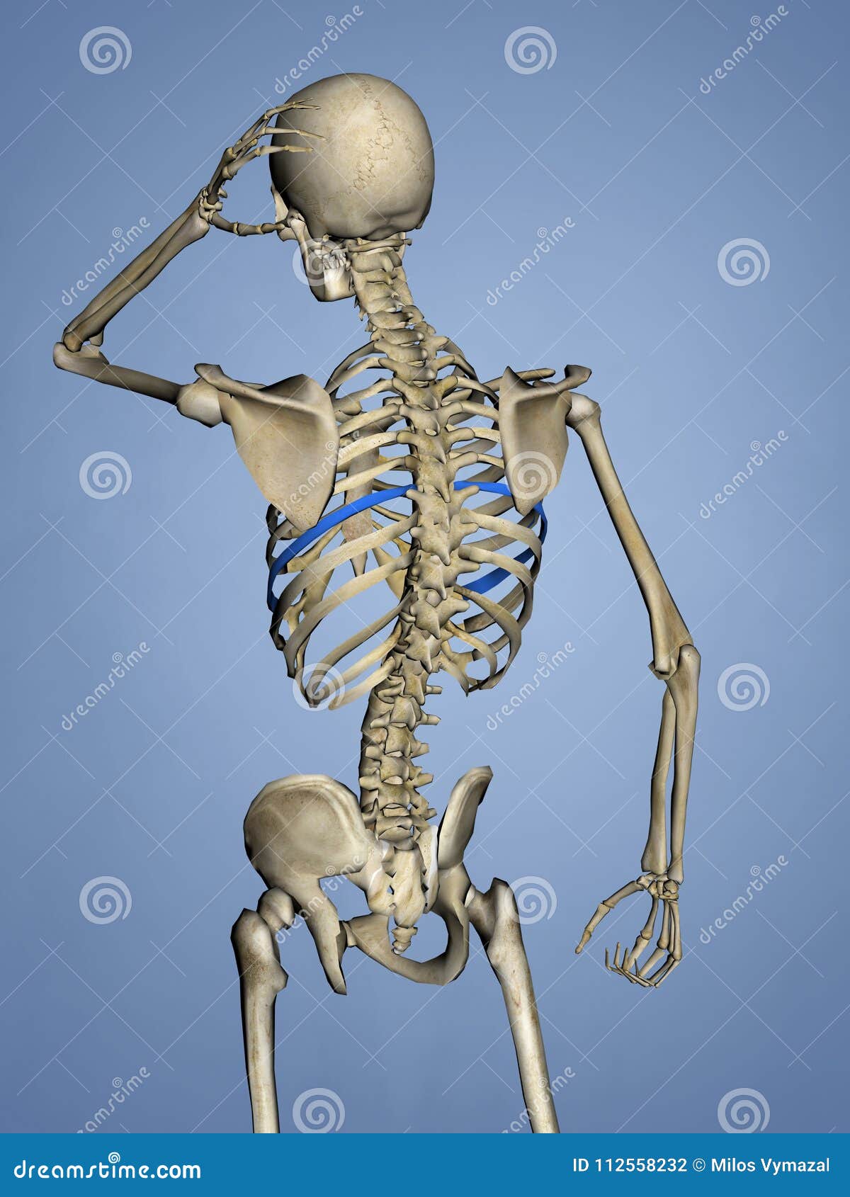 Seventh Rib, Rib Cage, 3D Model Stock Illustration - Illustration of ...