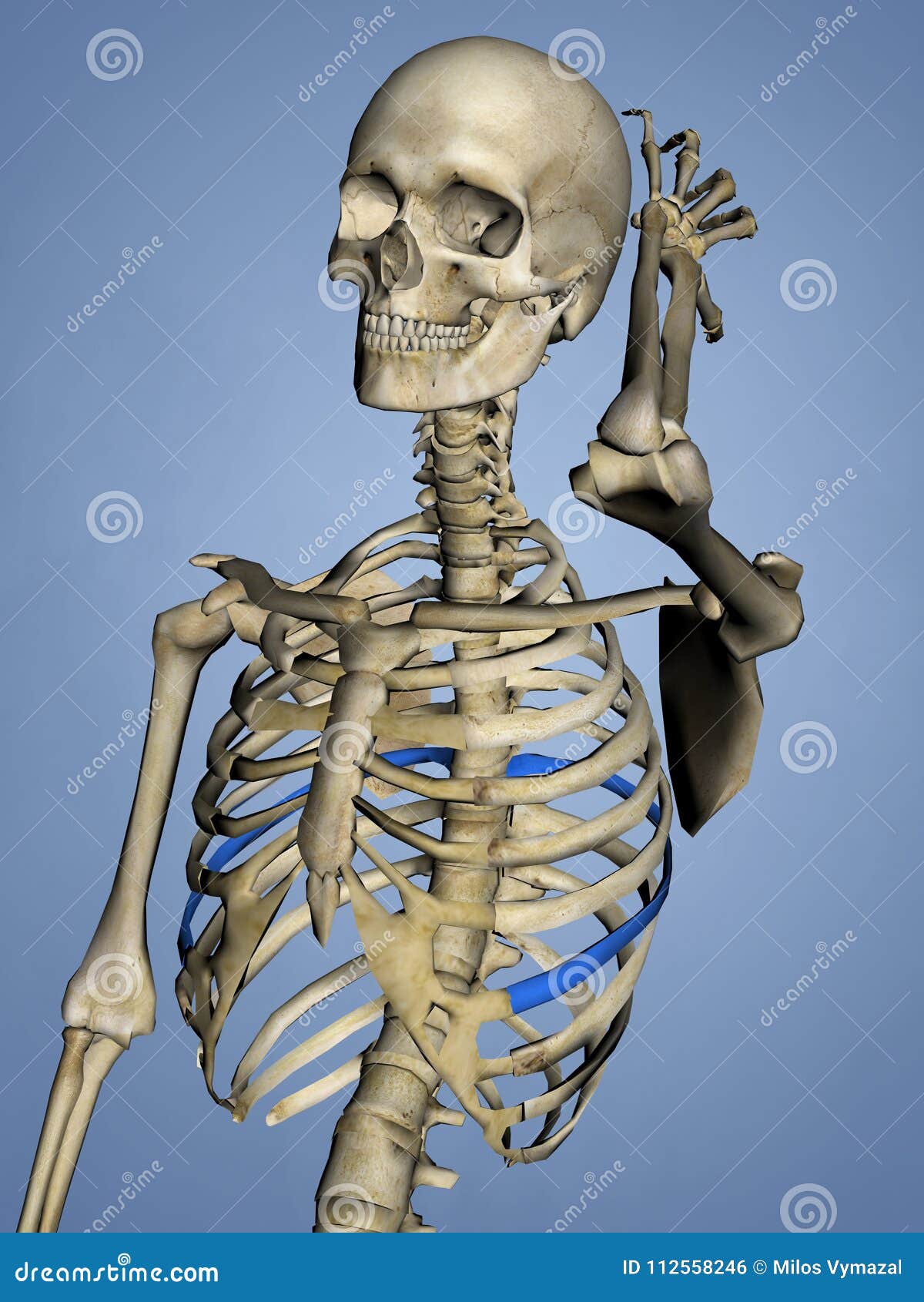 Seventh Rib, Rib Cage, 3D Model Stock Illustration - Illustration of ...