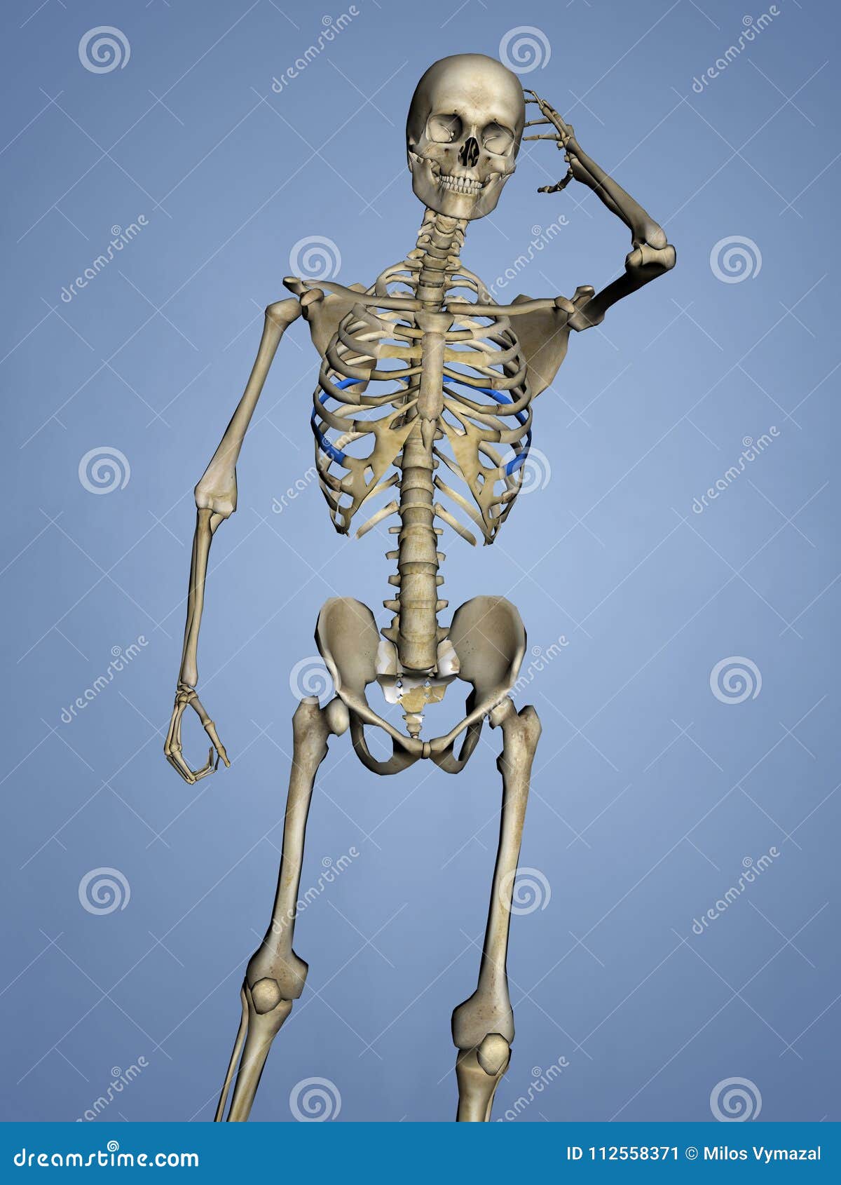 Seventh Rib, Rib Cage, 3D Model Stock Illustration - Illustration of ...